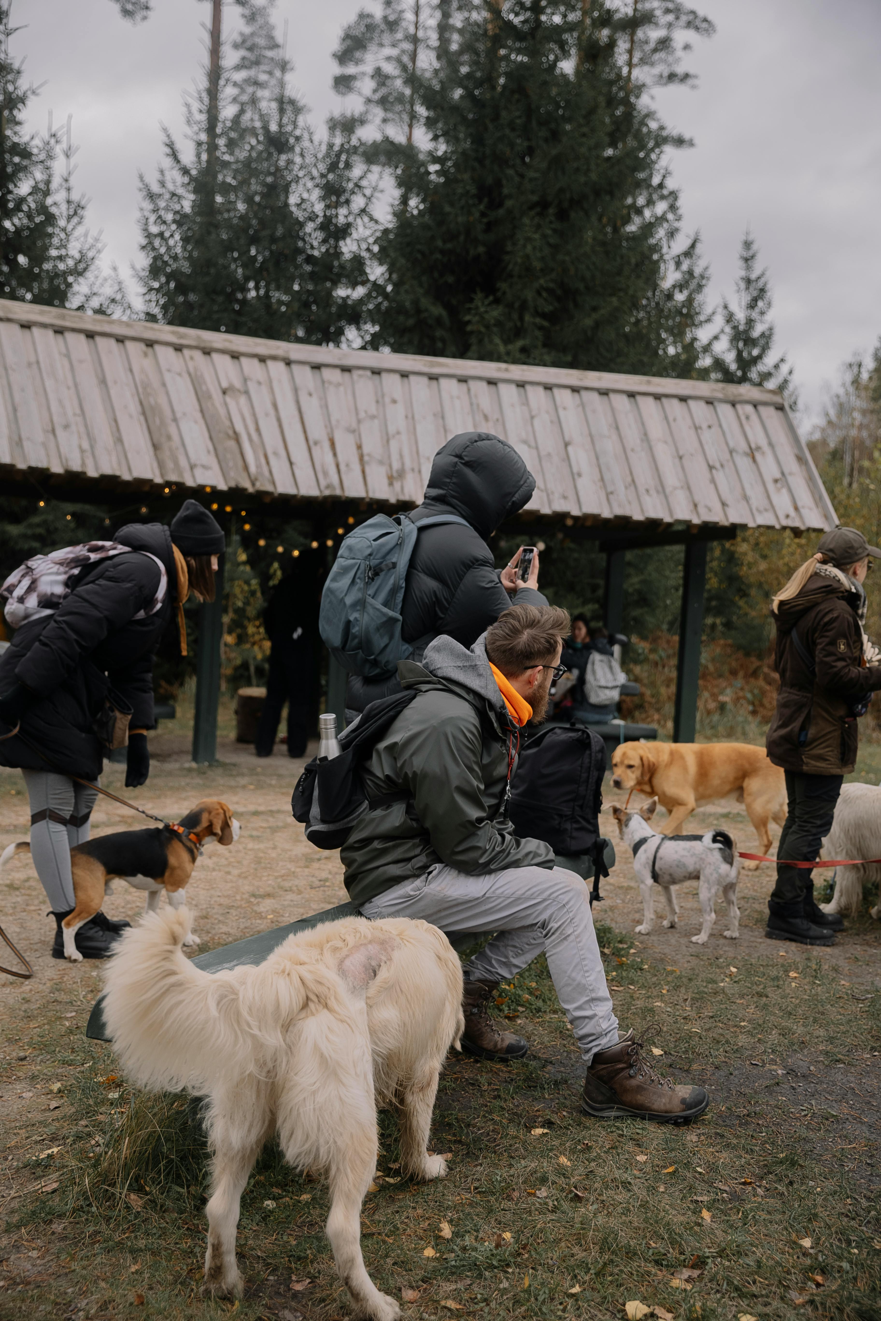 Forest Canopy Photos, Download The BEST Free Forest Canopy Stock Photos ...