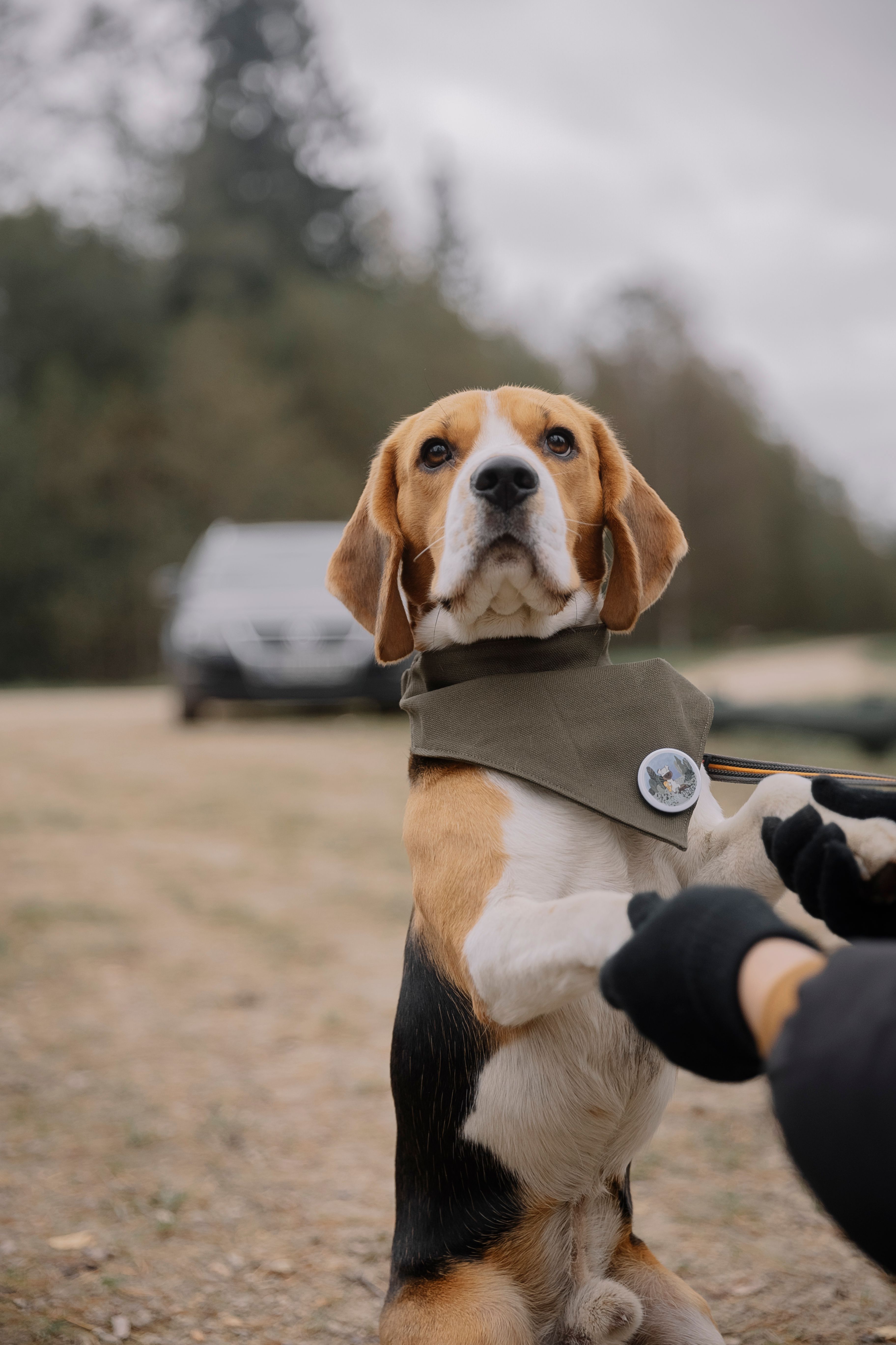 Beagles Photos, Download The BEST Free Beagles Stock Photos & HD Images