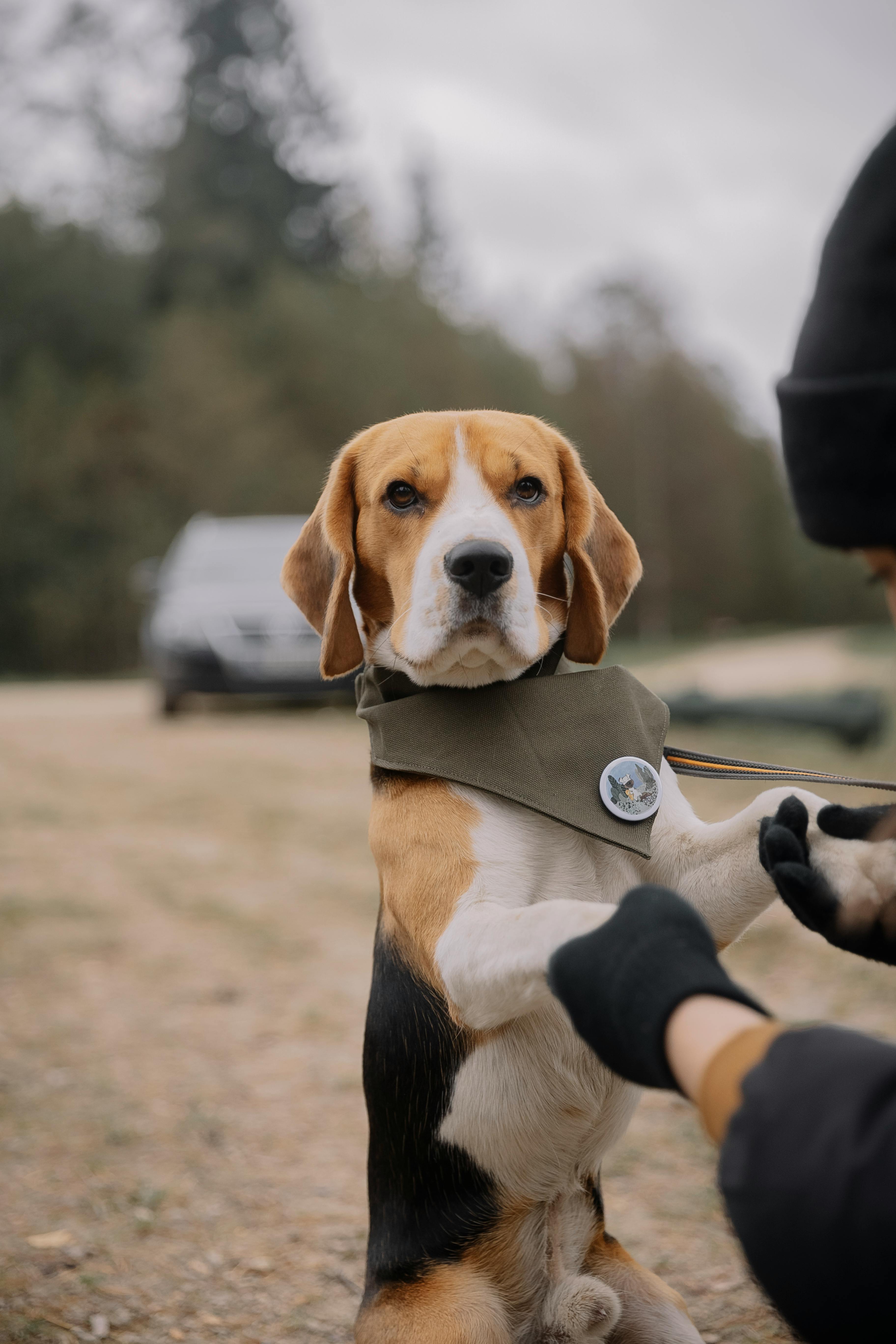 Woman Holding a Beagle Dog · Free Stock Photo