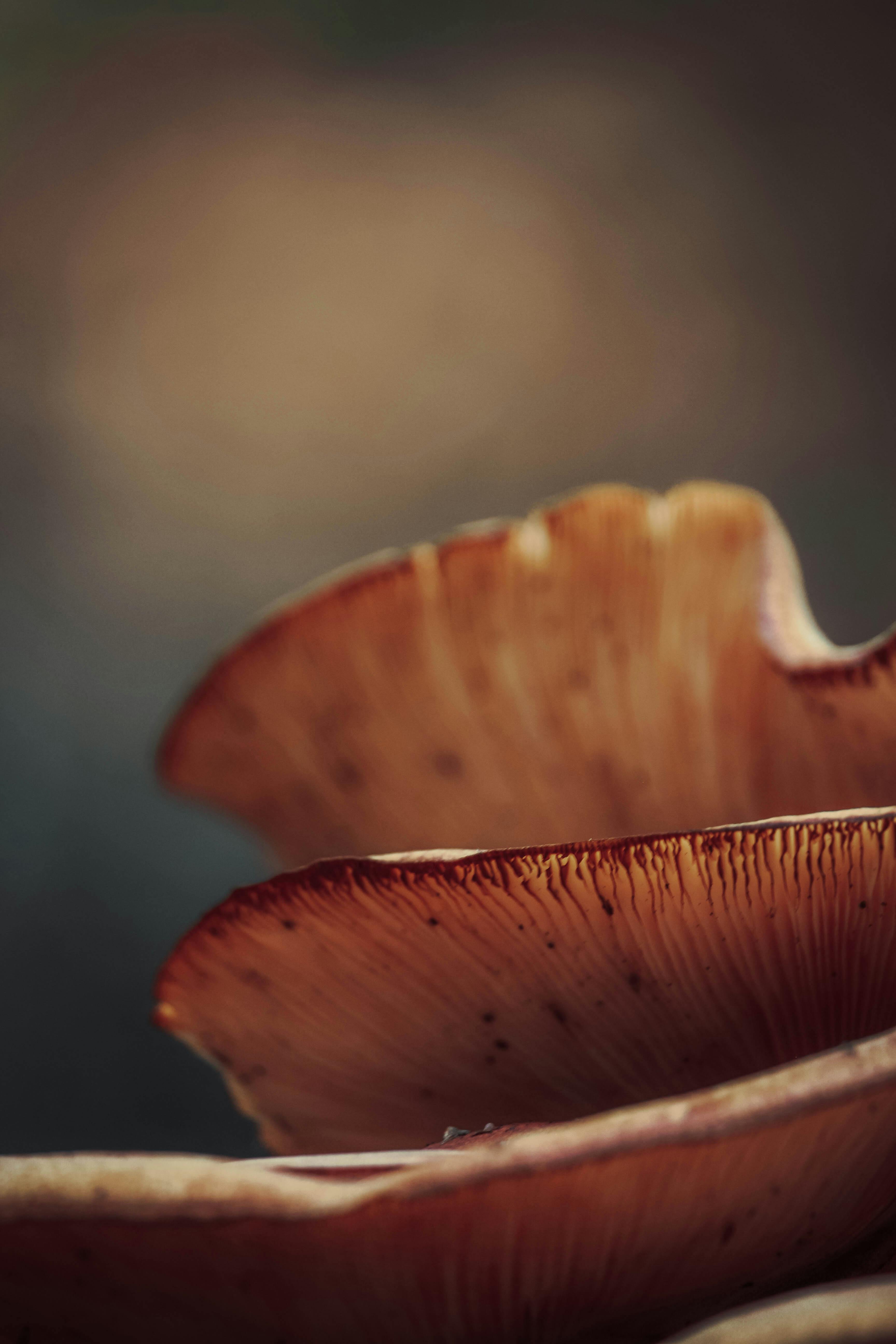 Mushroom Caps Photos, Download The BEST Free Mushroom Caps Stock Photos ...