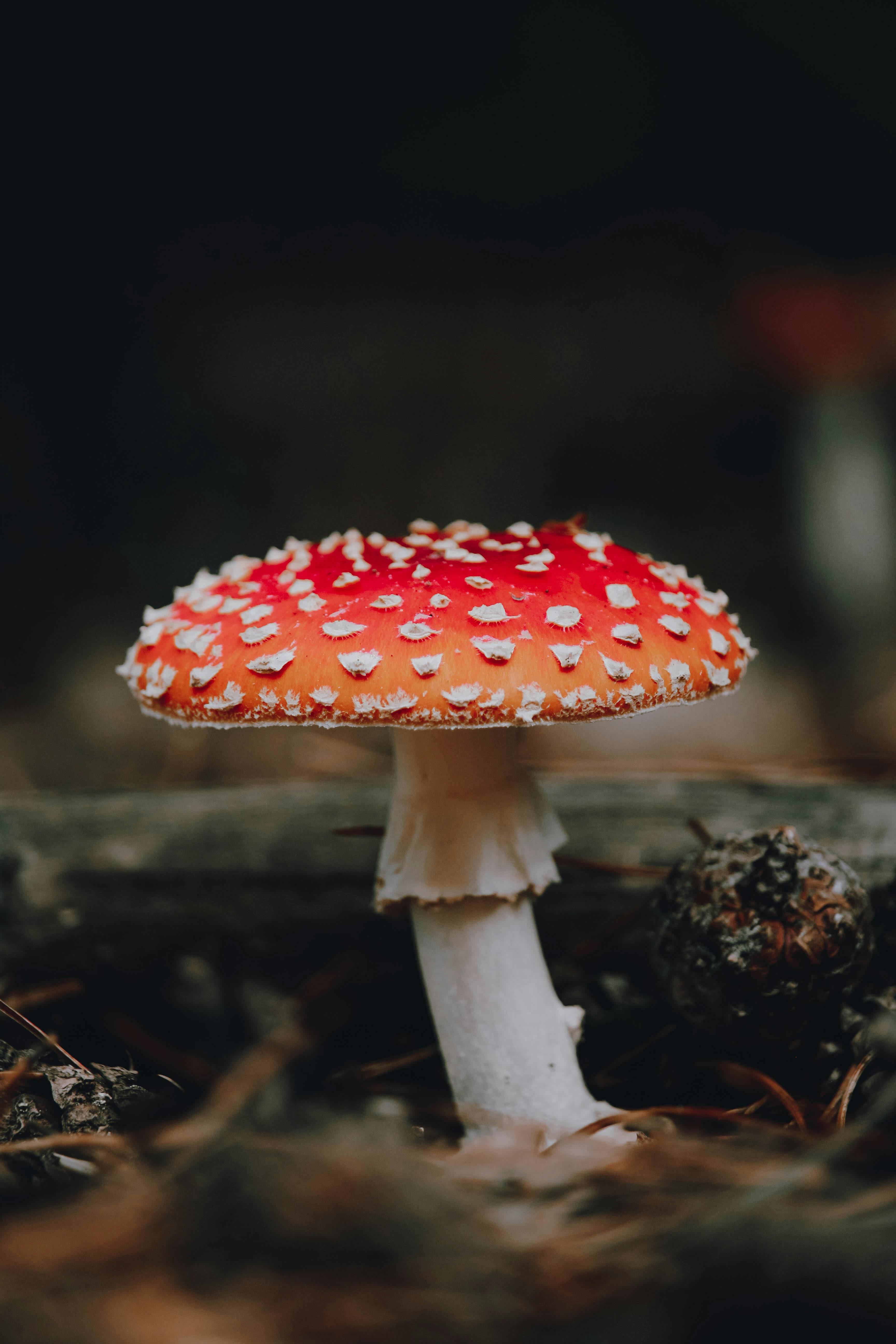 Foto de stock gratuita sobre amanita muscaria, biodiversidad, bioma ...