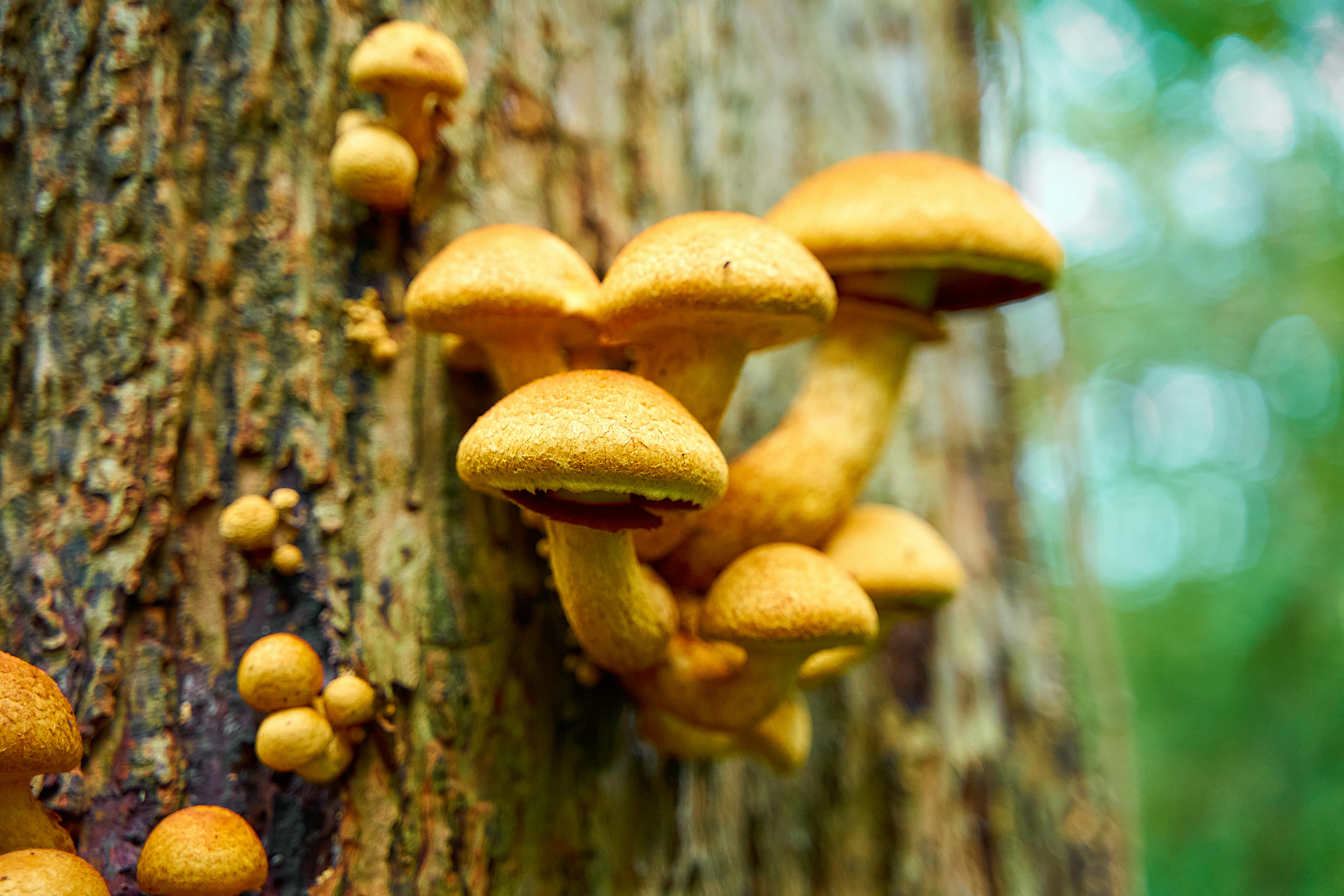 Yellow Mushrooms Growing on a Tree Trunk · Free Stock Photo