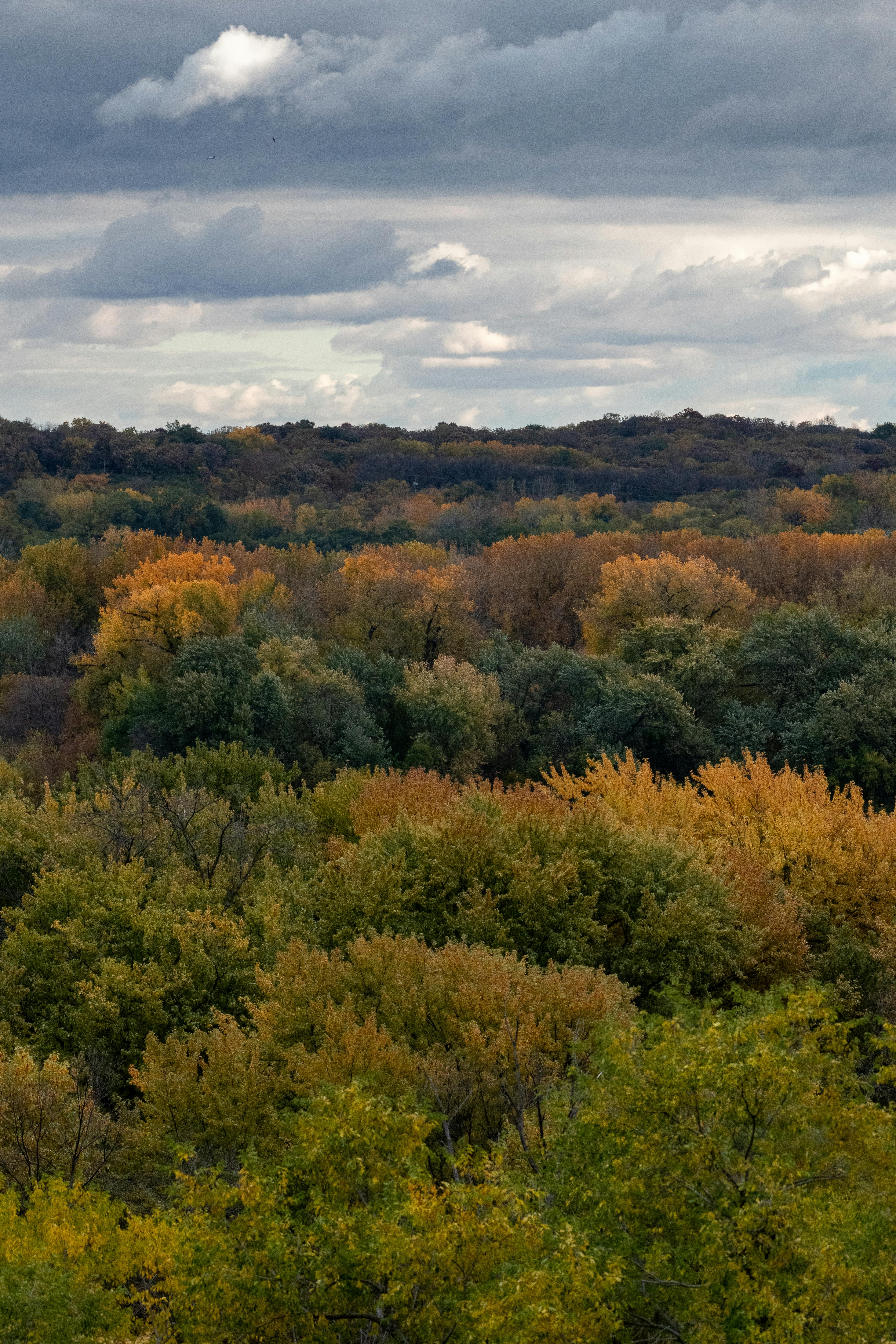 Deep Forest Scenery · Free Stock Photo