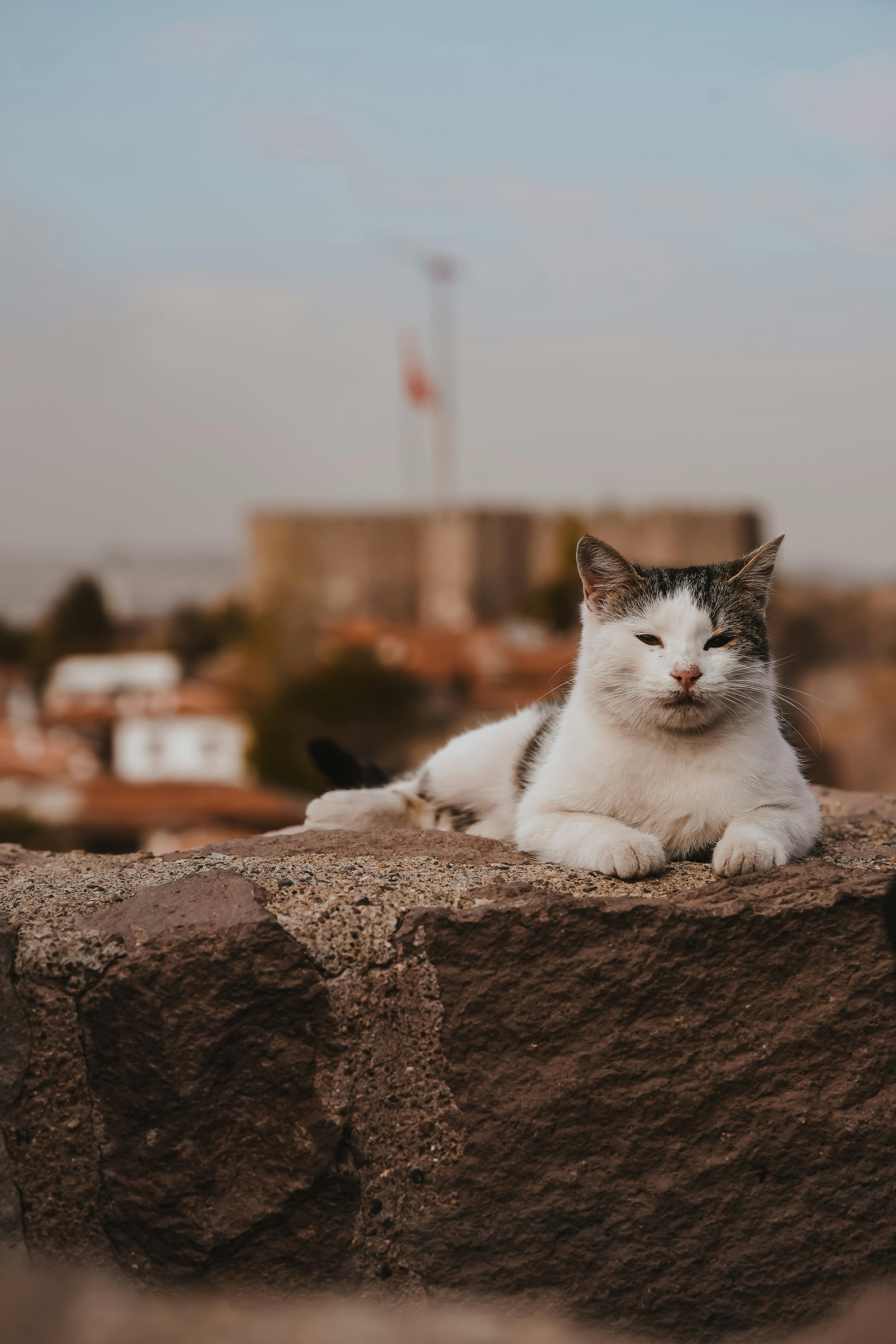 Ücretsiz açık hava, ankara, asya, bakış açısı, barışçıl, belirsiz ...
