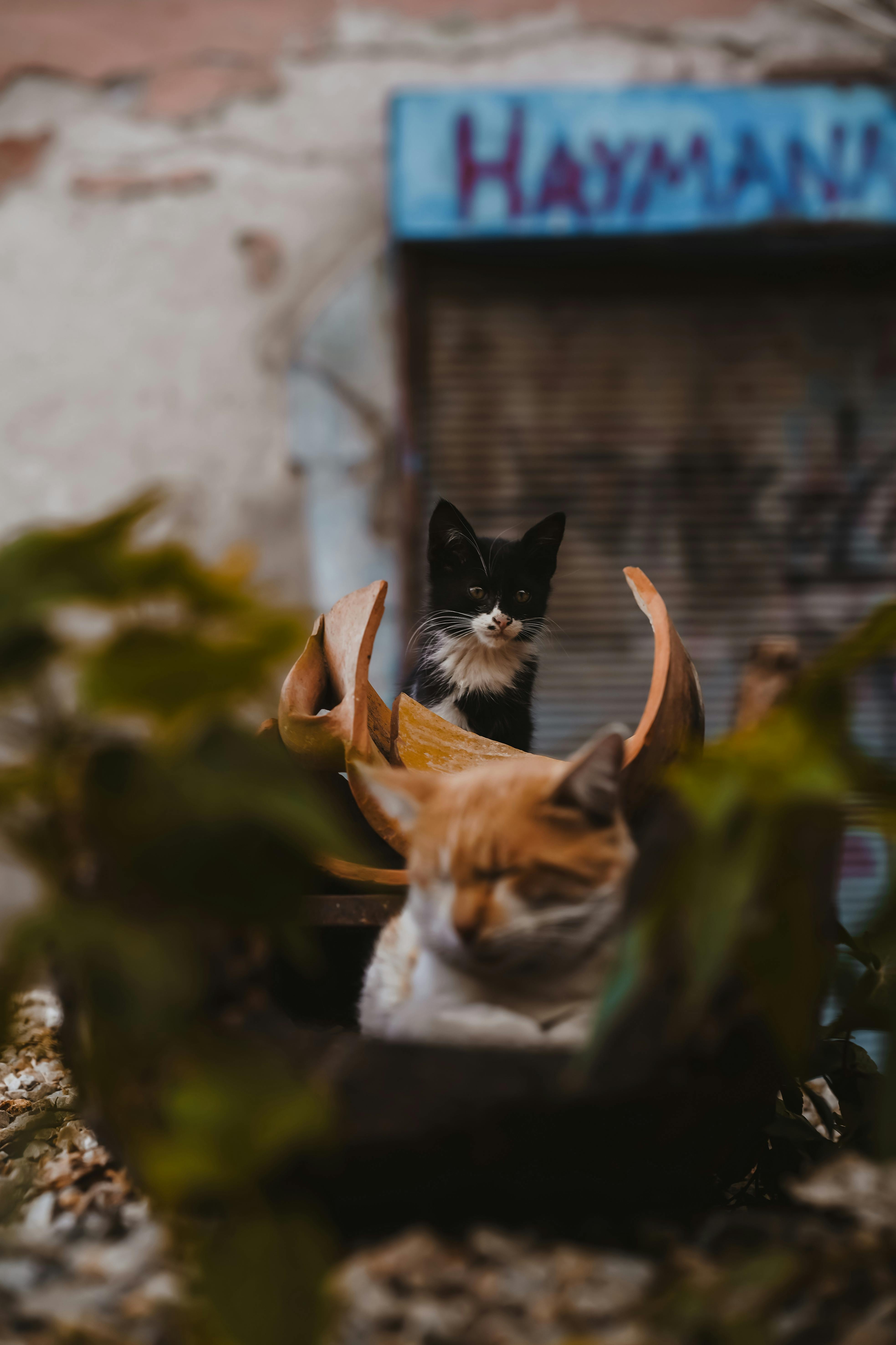 Kitten behind Cat · Free Stock Photo