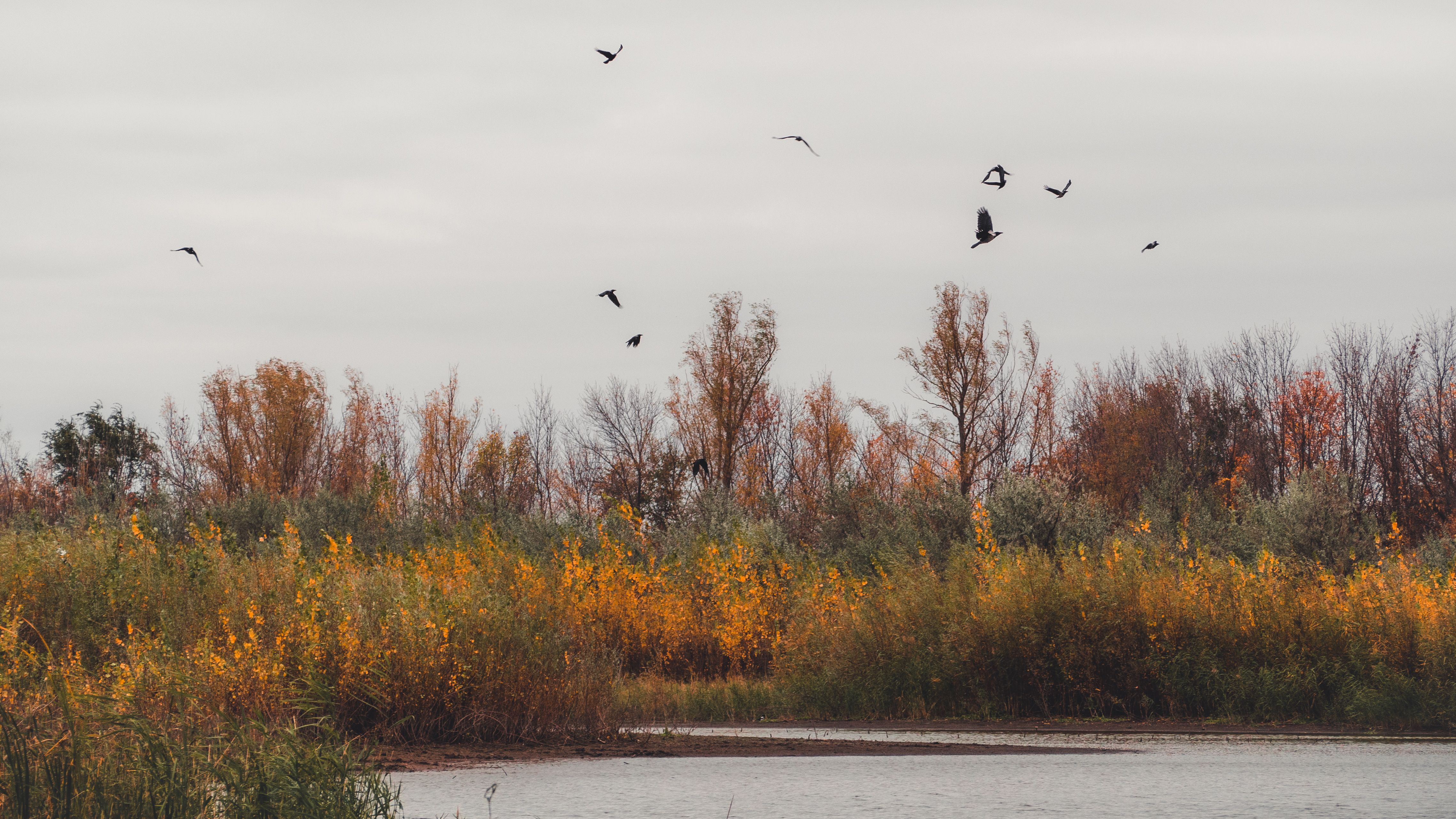 Samll Birds Photos, Download The BEST Free Samll Birds Stock Photos ...