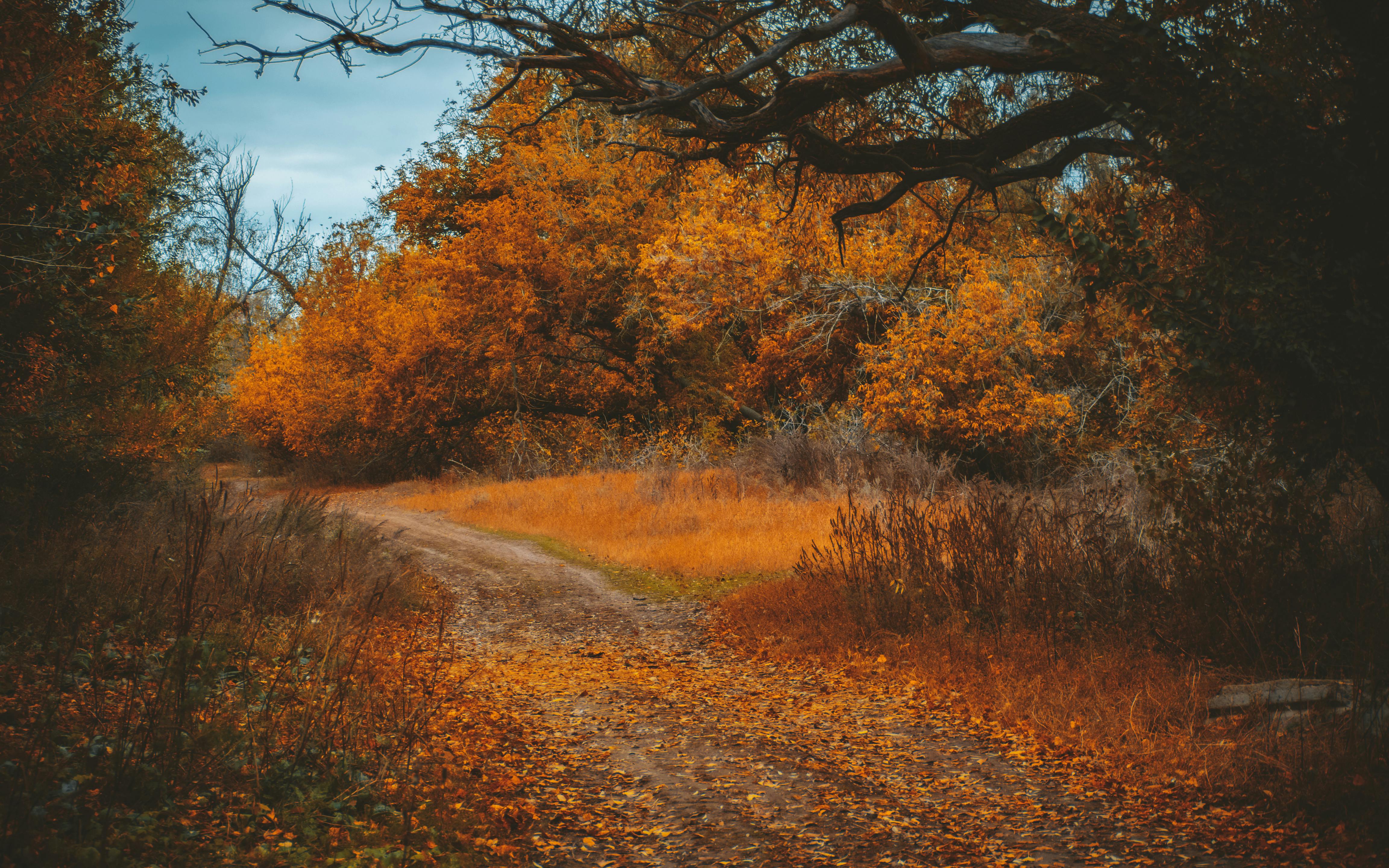 Fog over Forest in Autumn · Free Stock Photo