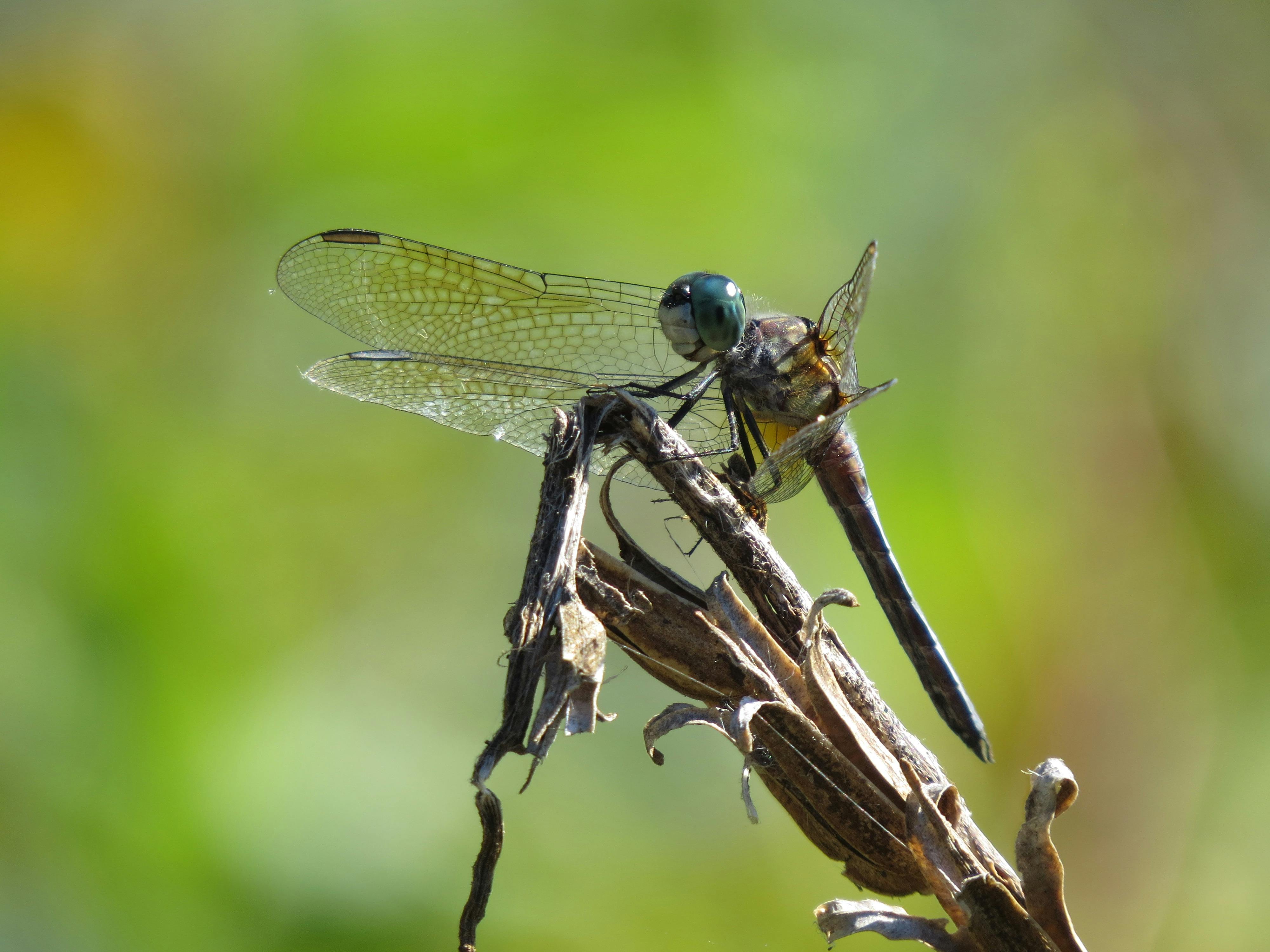 Dragonfly Perching on a Plant · Free Stock Photo