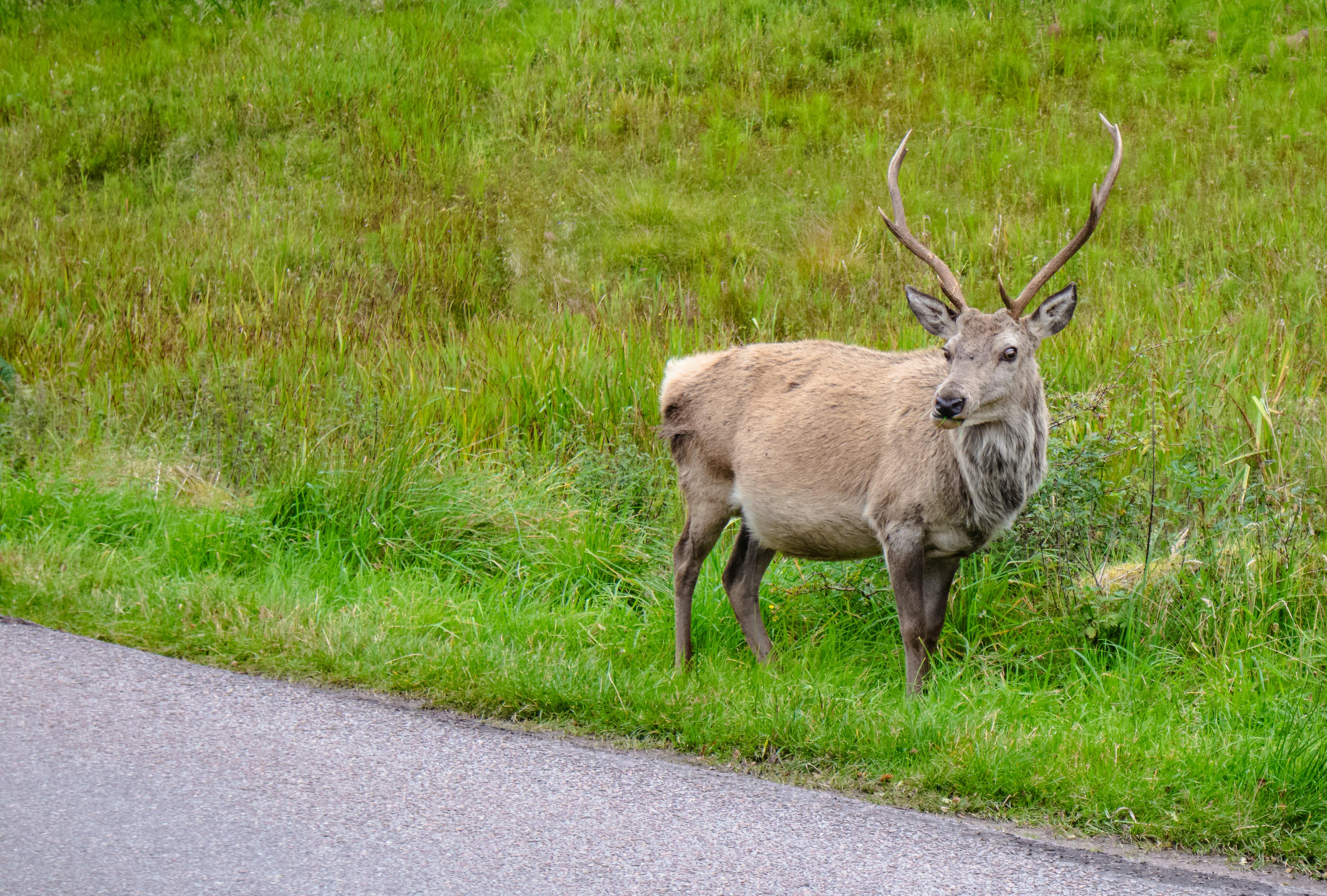 Deer In Road Photos, Download The BEST Free Deer In Road Stock Photos ...