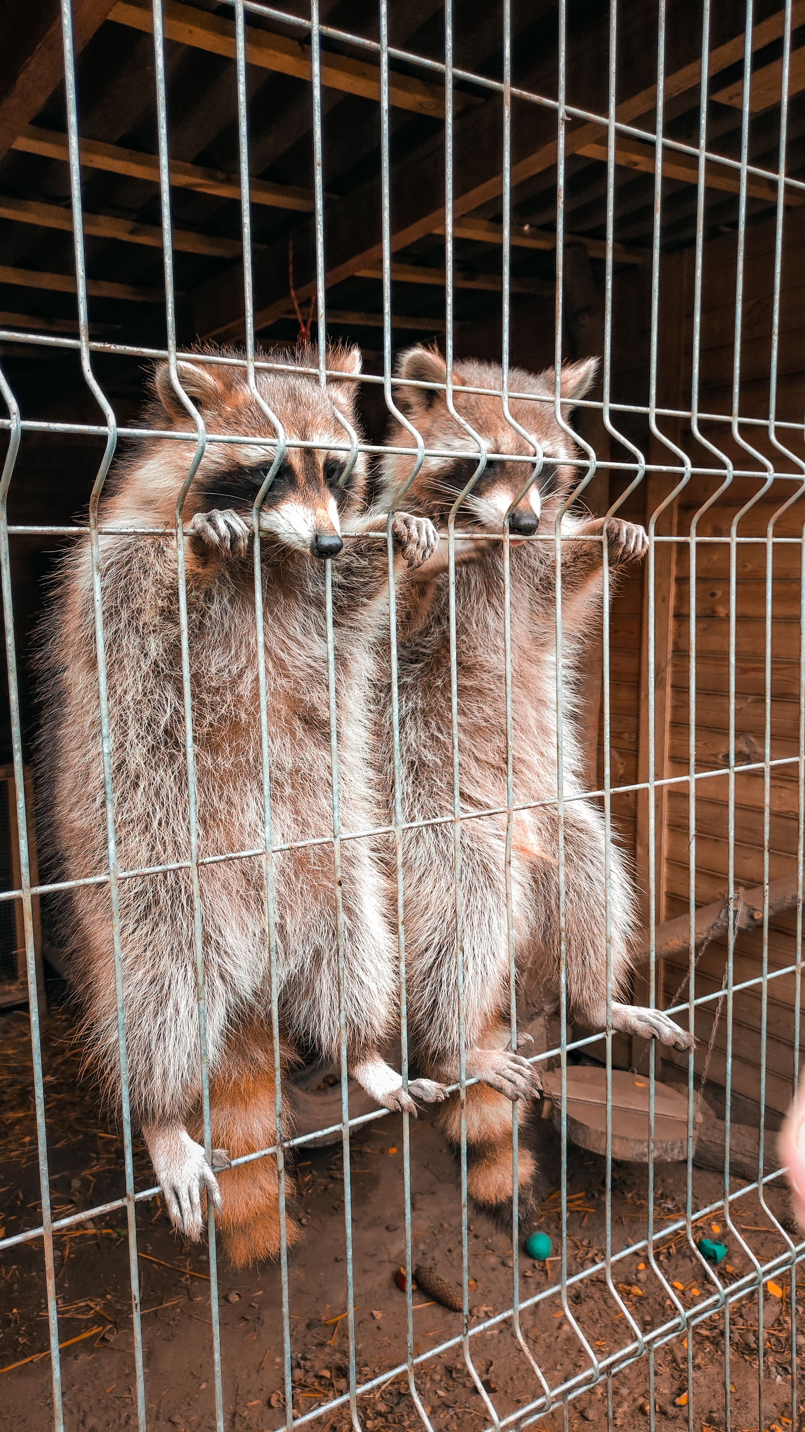 Two Raccoons Photos, Download The BEST Free Two Raccoons Stock Photos ...