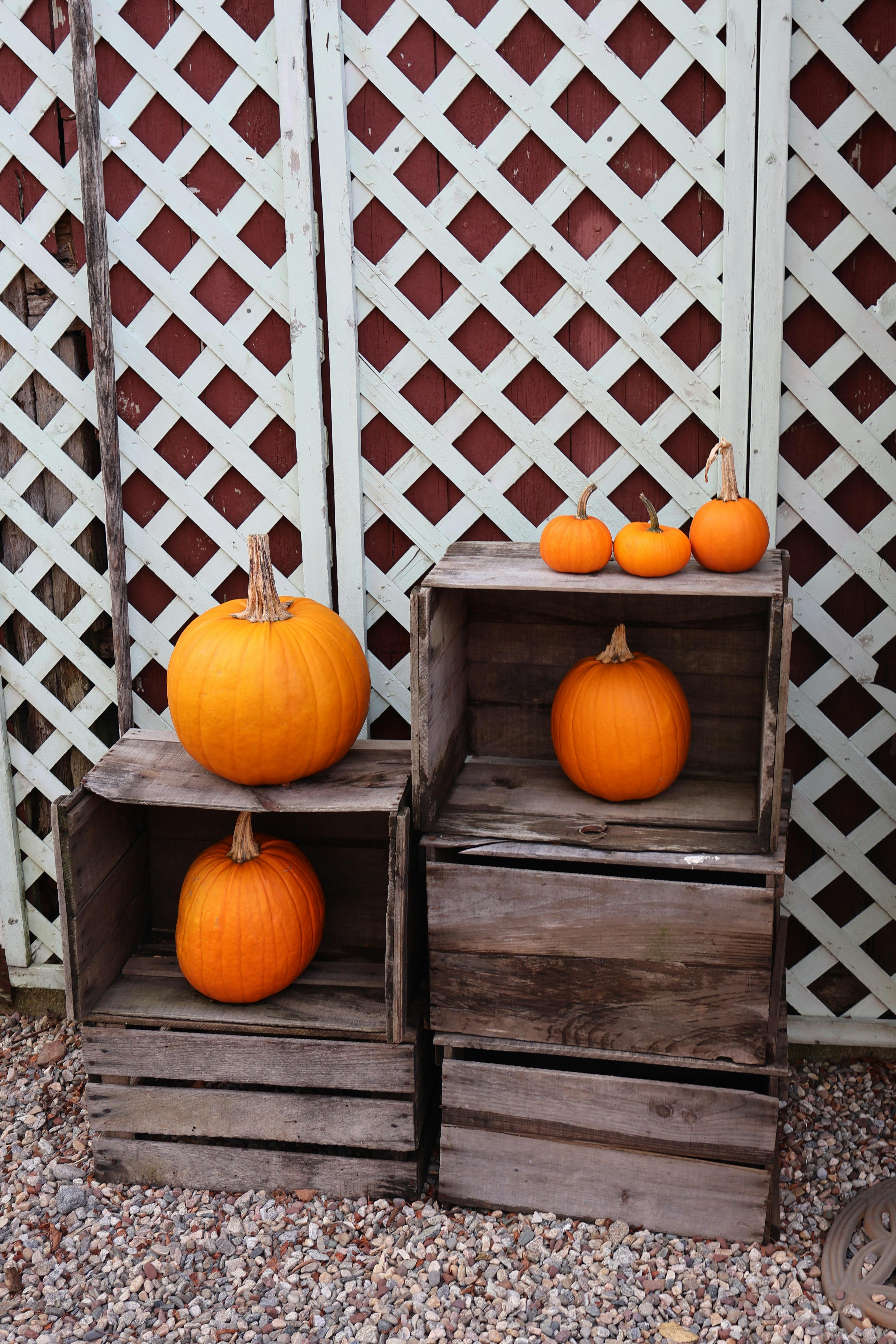 Yellow Pumpkins on Wooden Boxes · Free Stock Photo