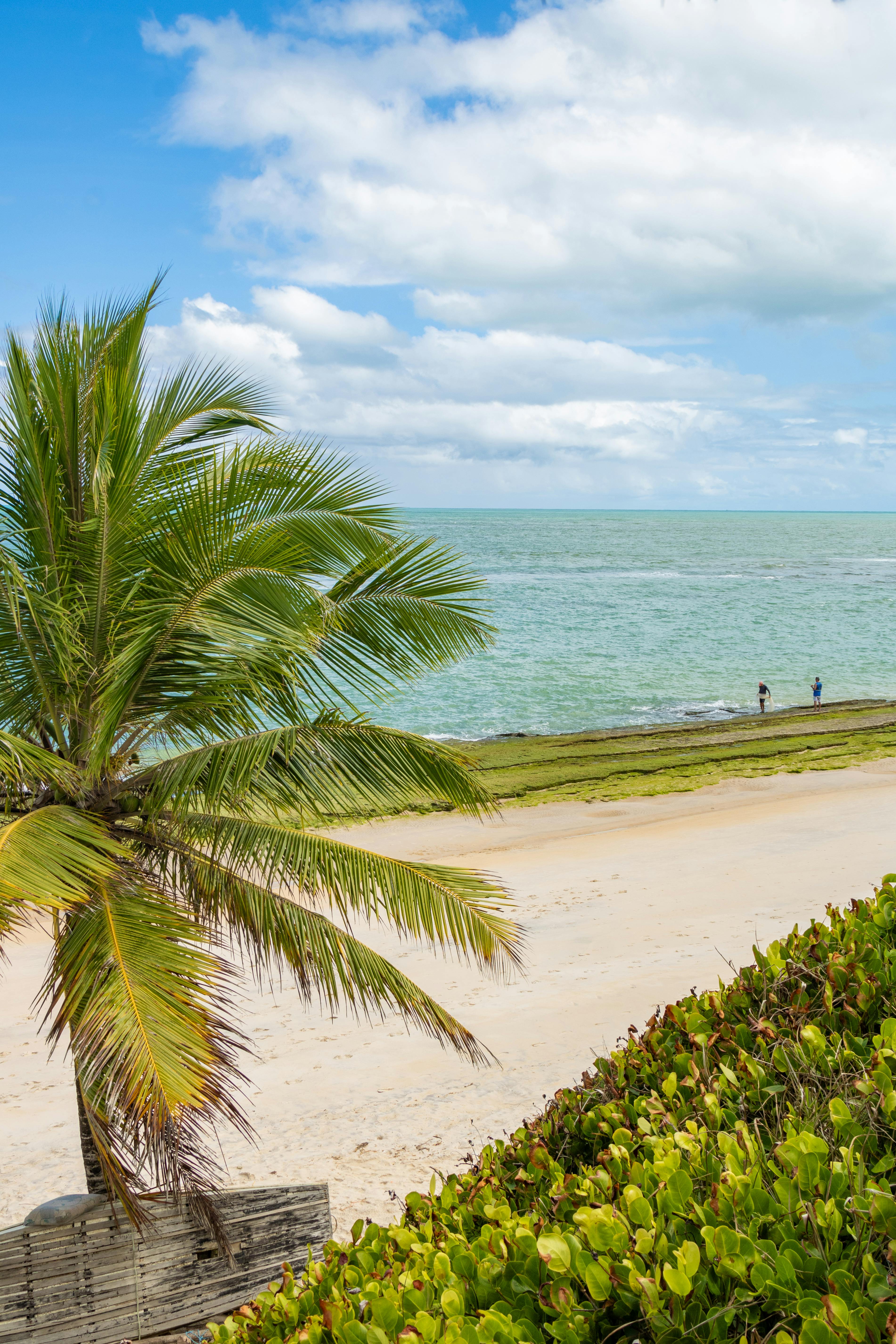 Palm Tree Growing by a Sand Beach · Free Stock Photo
