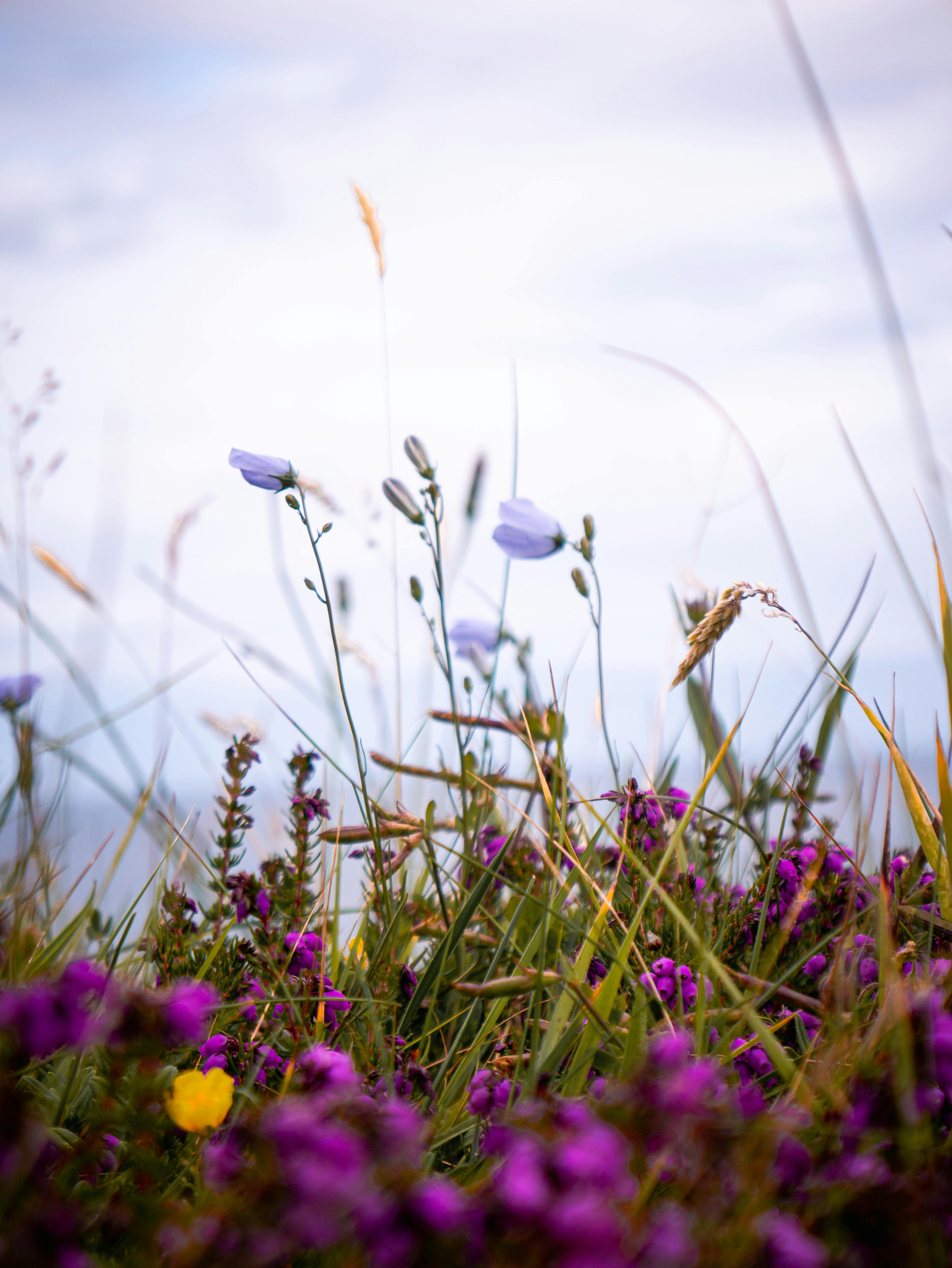Wild Flowers Blooming in the Meadow · Free Stock Photo