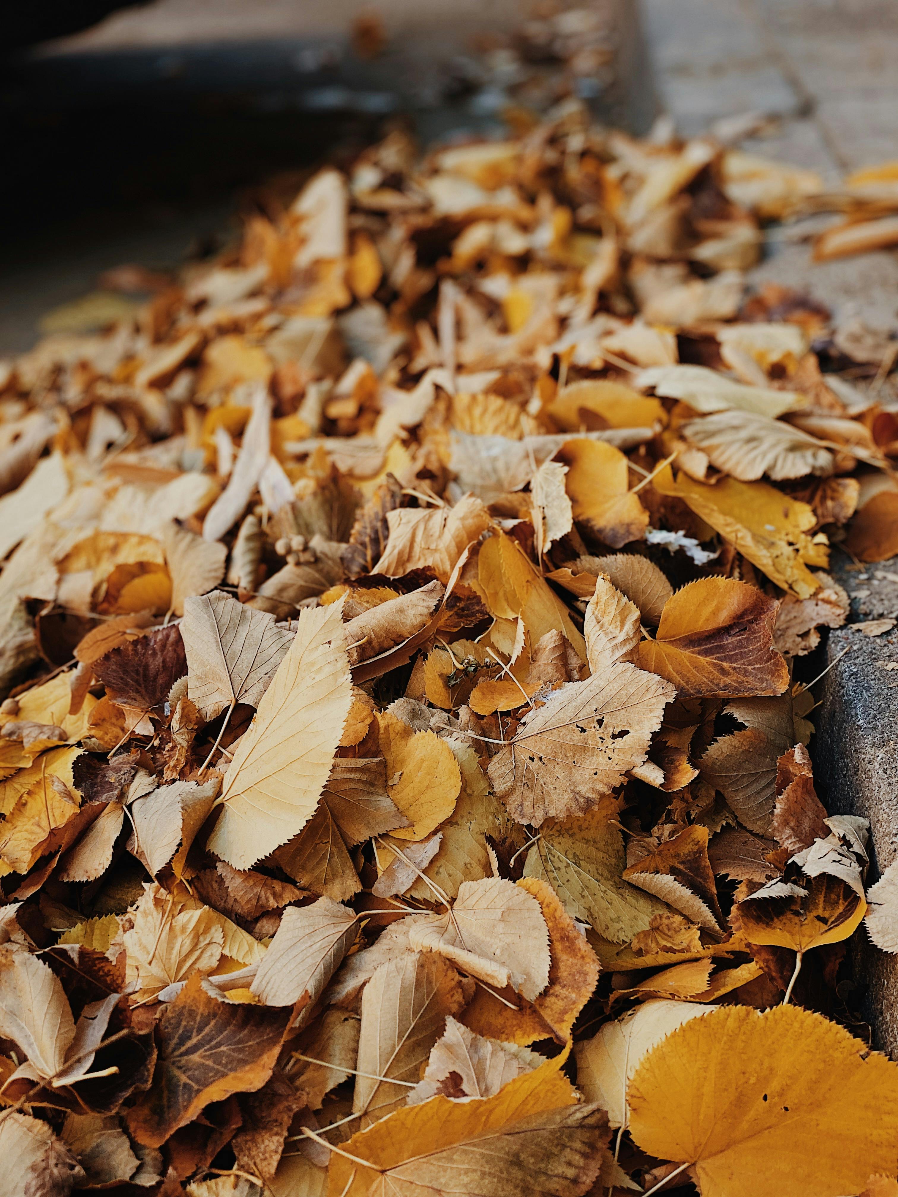 DJI Avata Drone on Fallen Leaves · Free Stock Photo