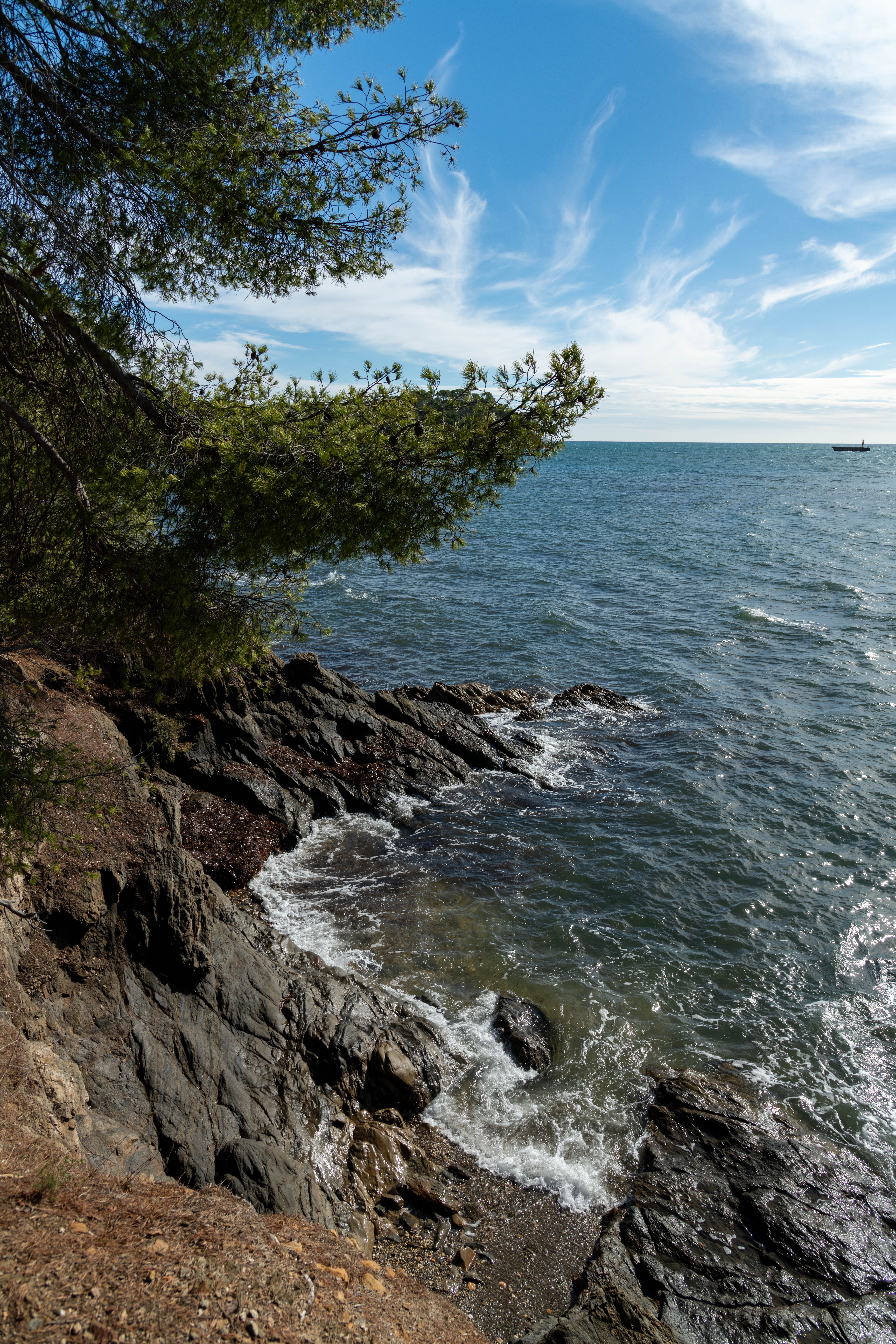 Tree by Seashore · Free Stock Photo