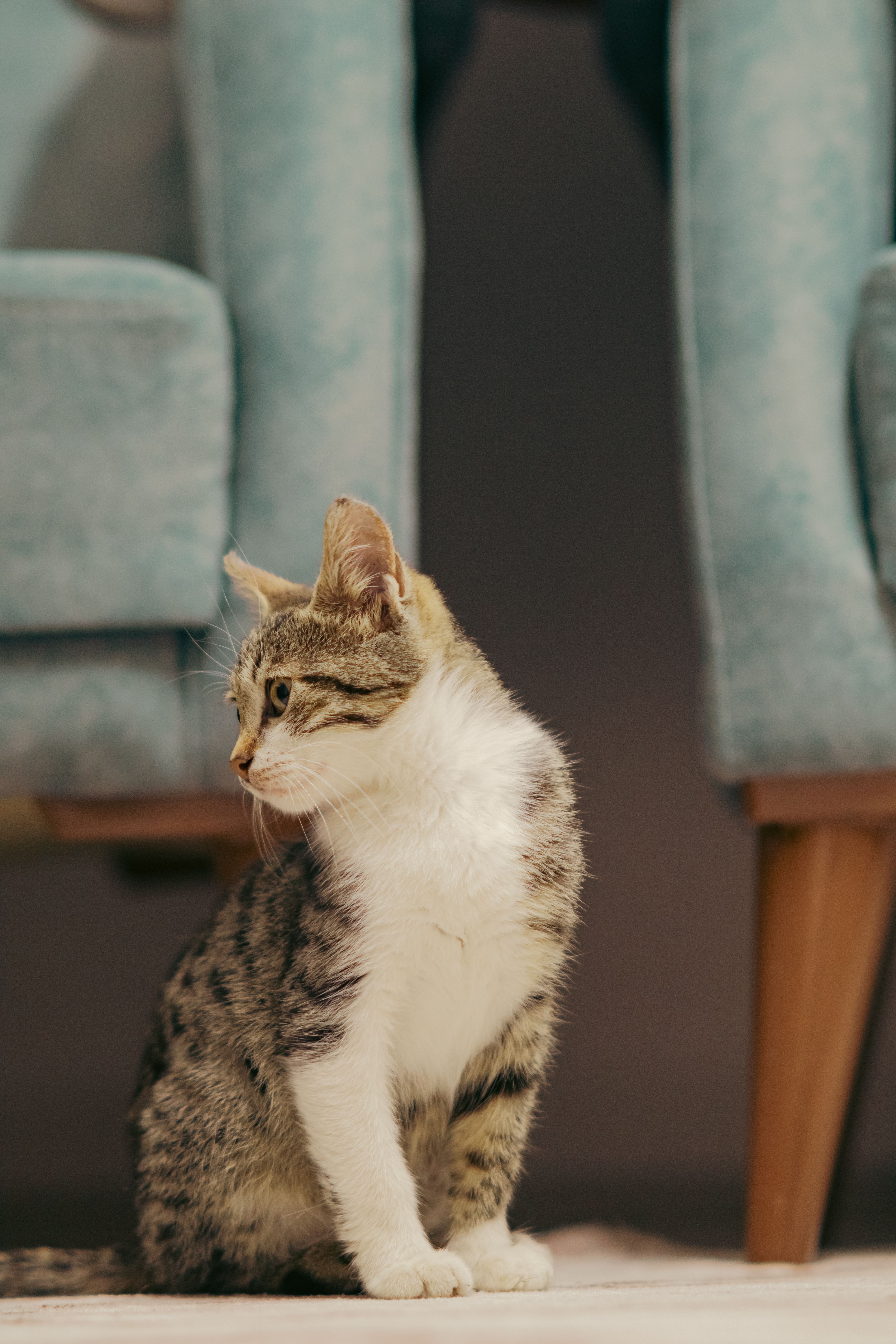 Cute Tabby Cat