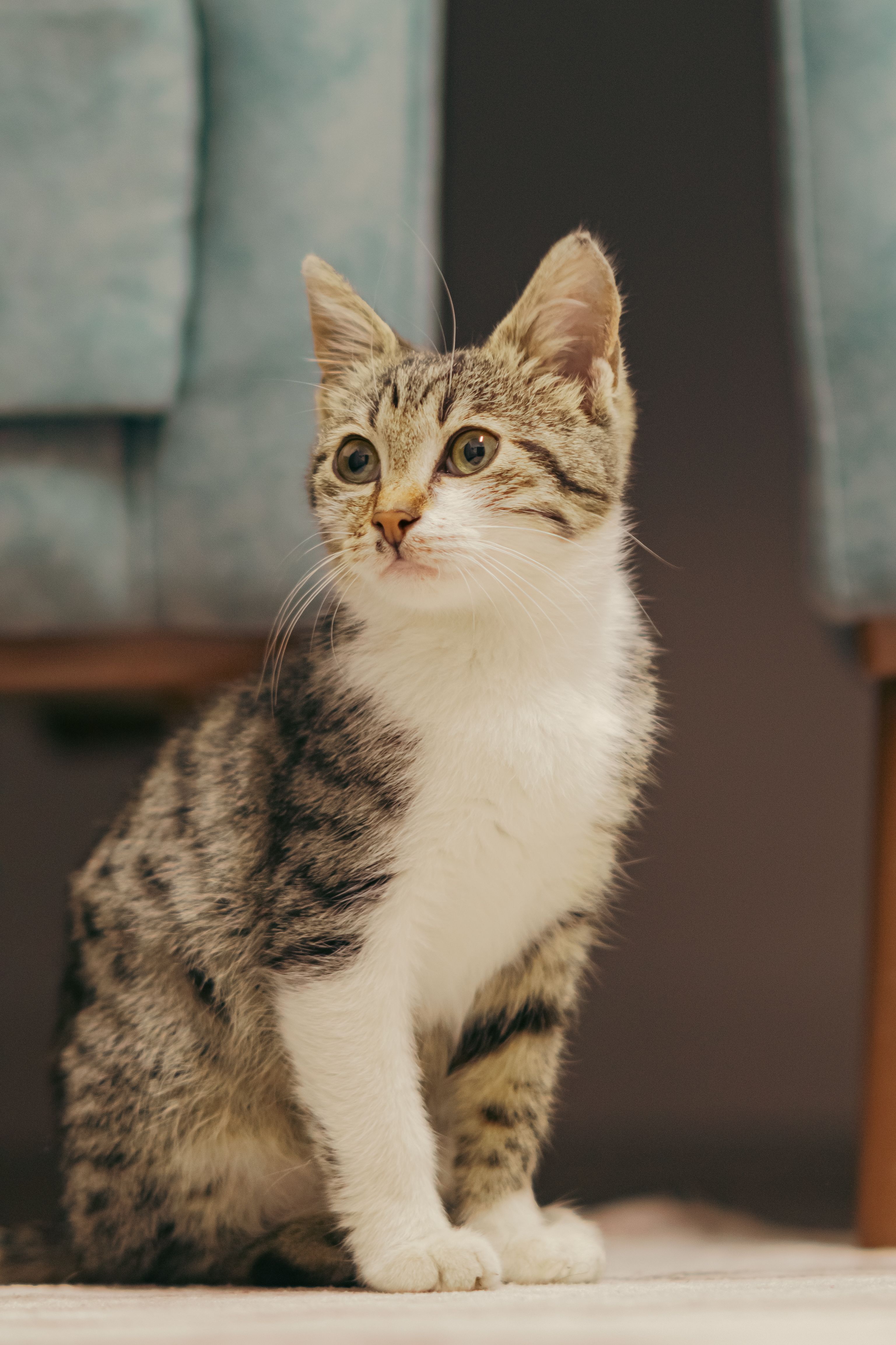Cat Gang Sinh Duong Photos, Download The BEST Free Cat Gang Sinh Duong ...