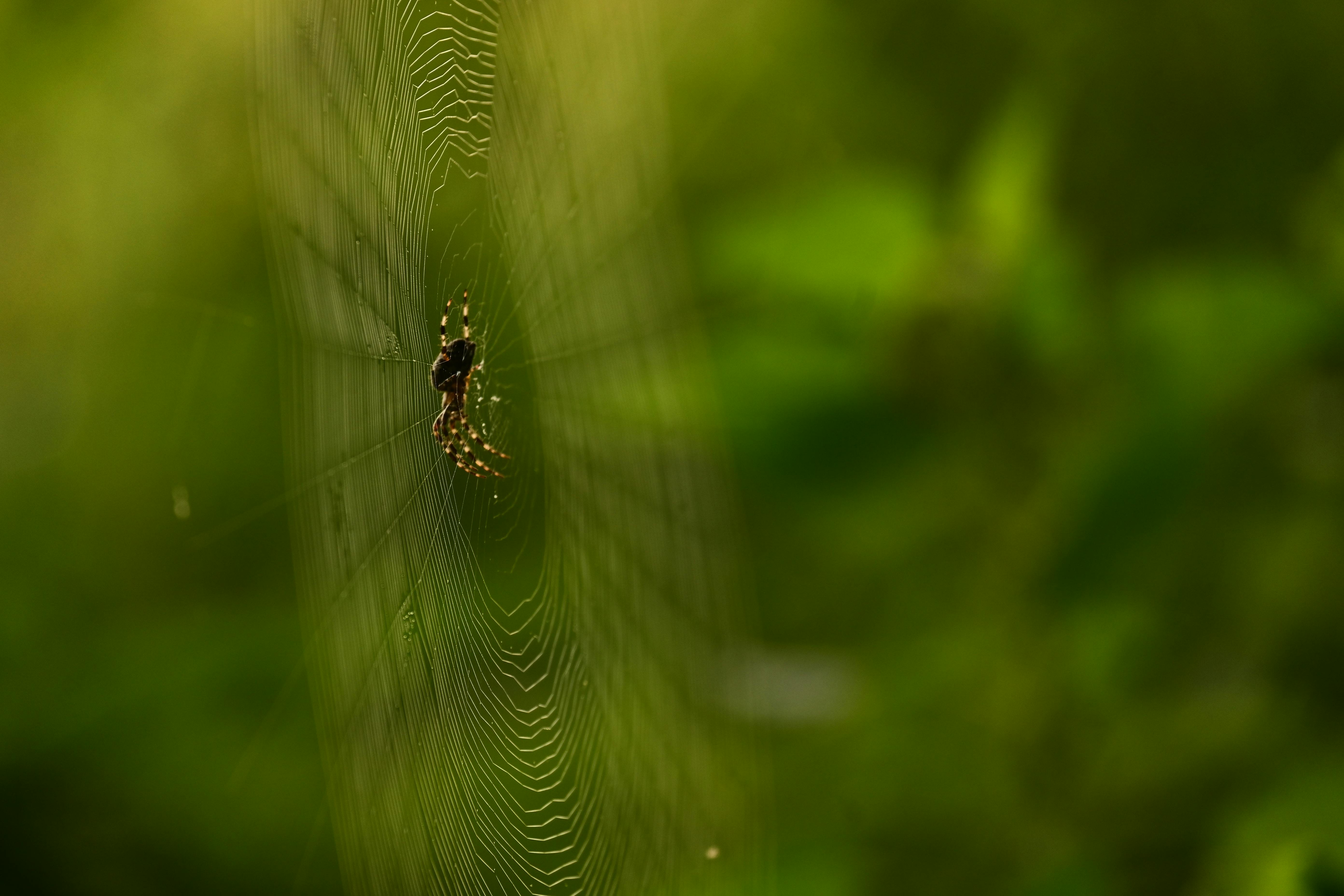 Mirror Spider Photos, Download The BEST Free Mirror Spider Stock Photos ...