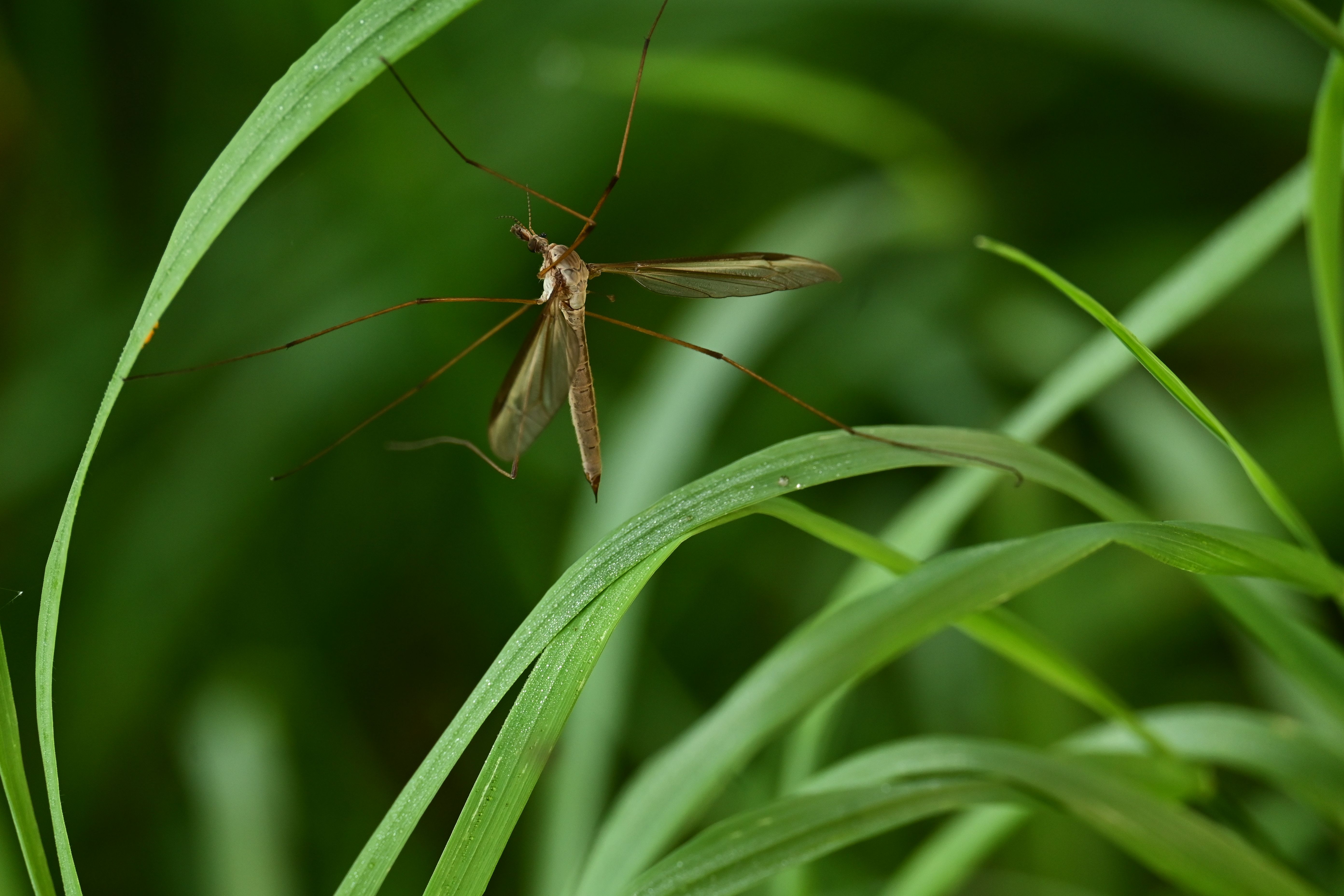 Fluture Insect Photos, Download The BEST Free Fluture Insect Stock ...