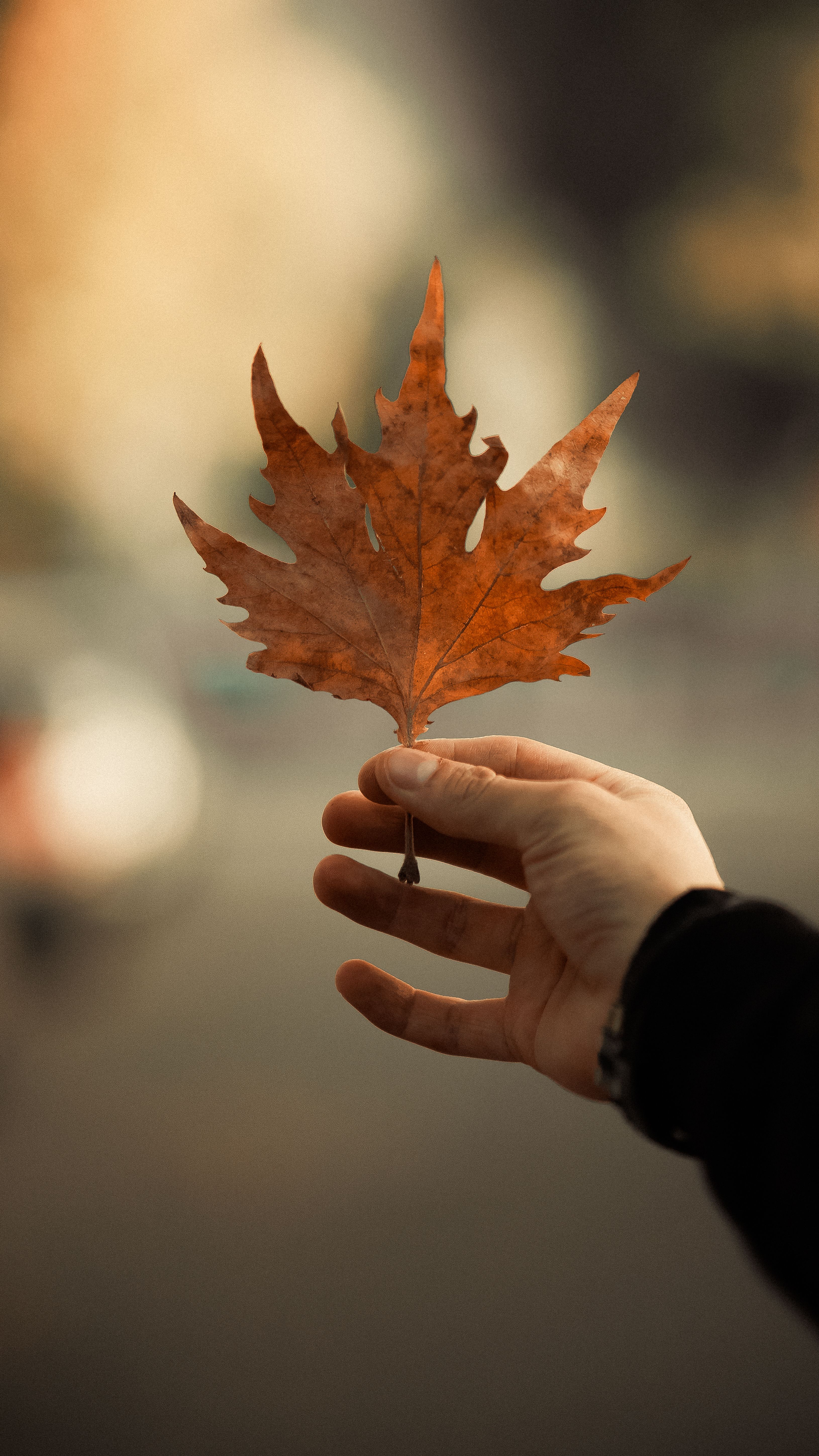 Hand with Autumn Leaf · Free Stock Photo