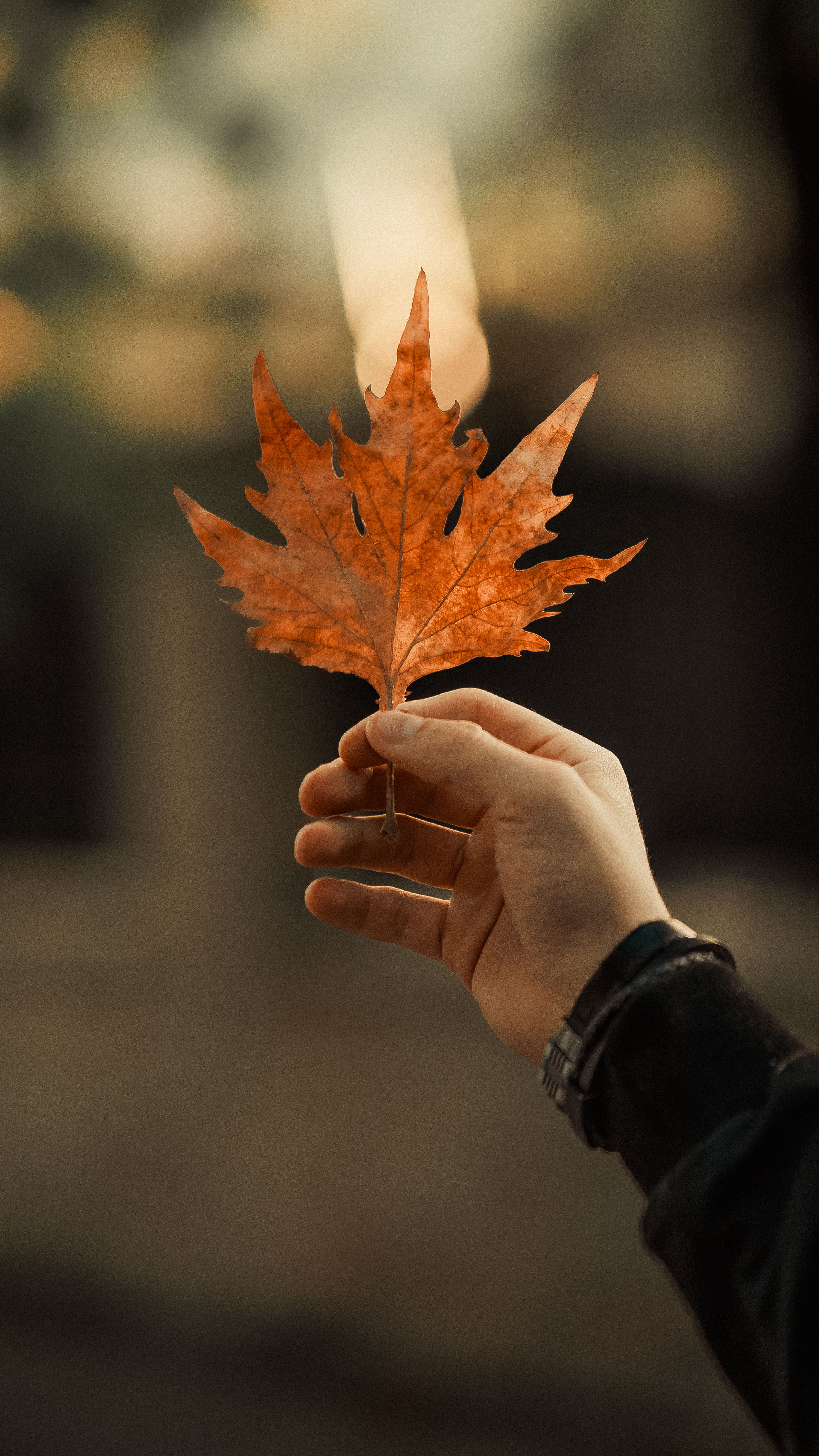 Hand with Autumn Leaf · Free Stock Photo