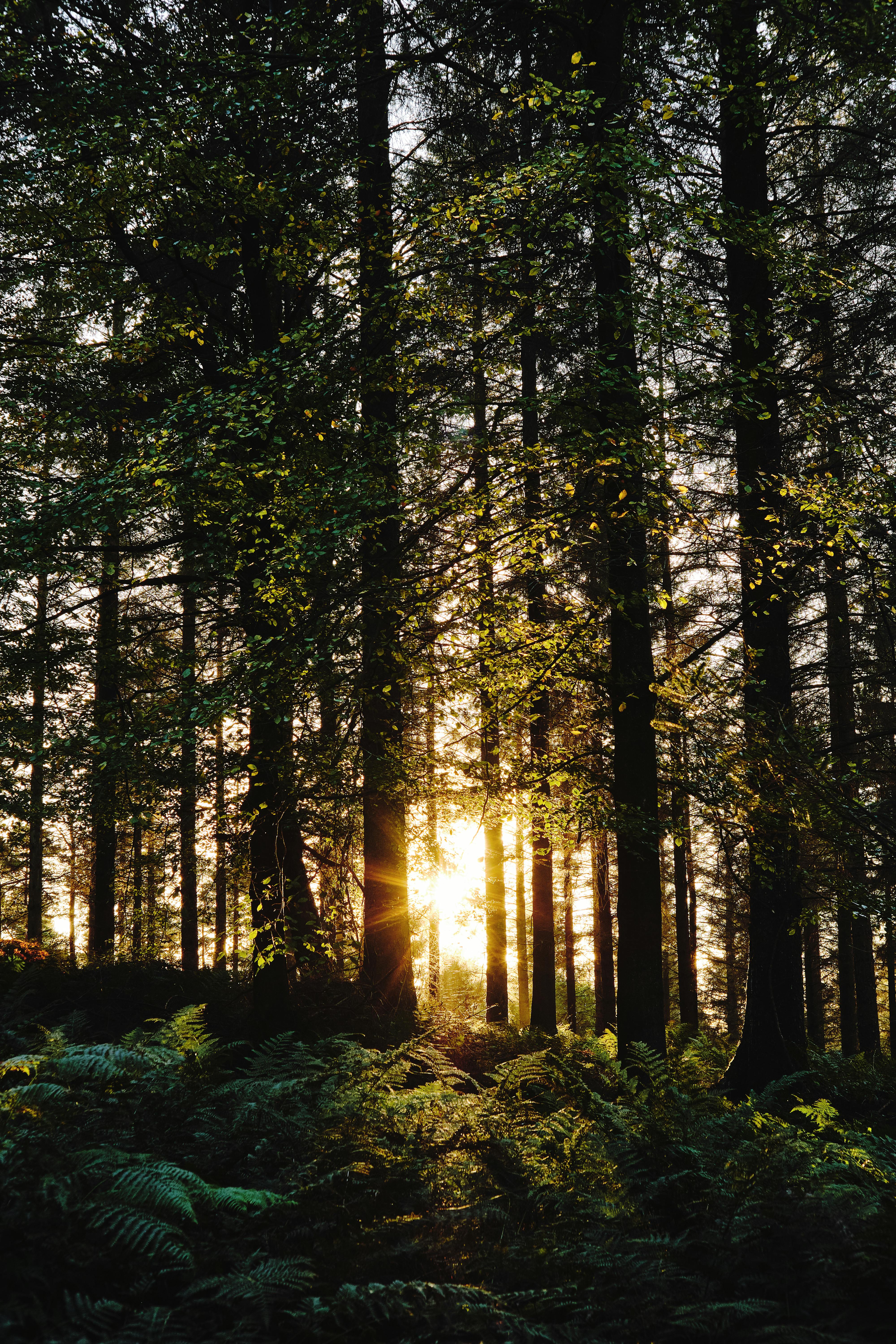 Setting Sun Between the Trees in the Forest · Free Stock Photo