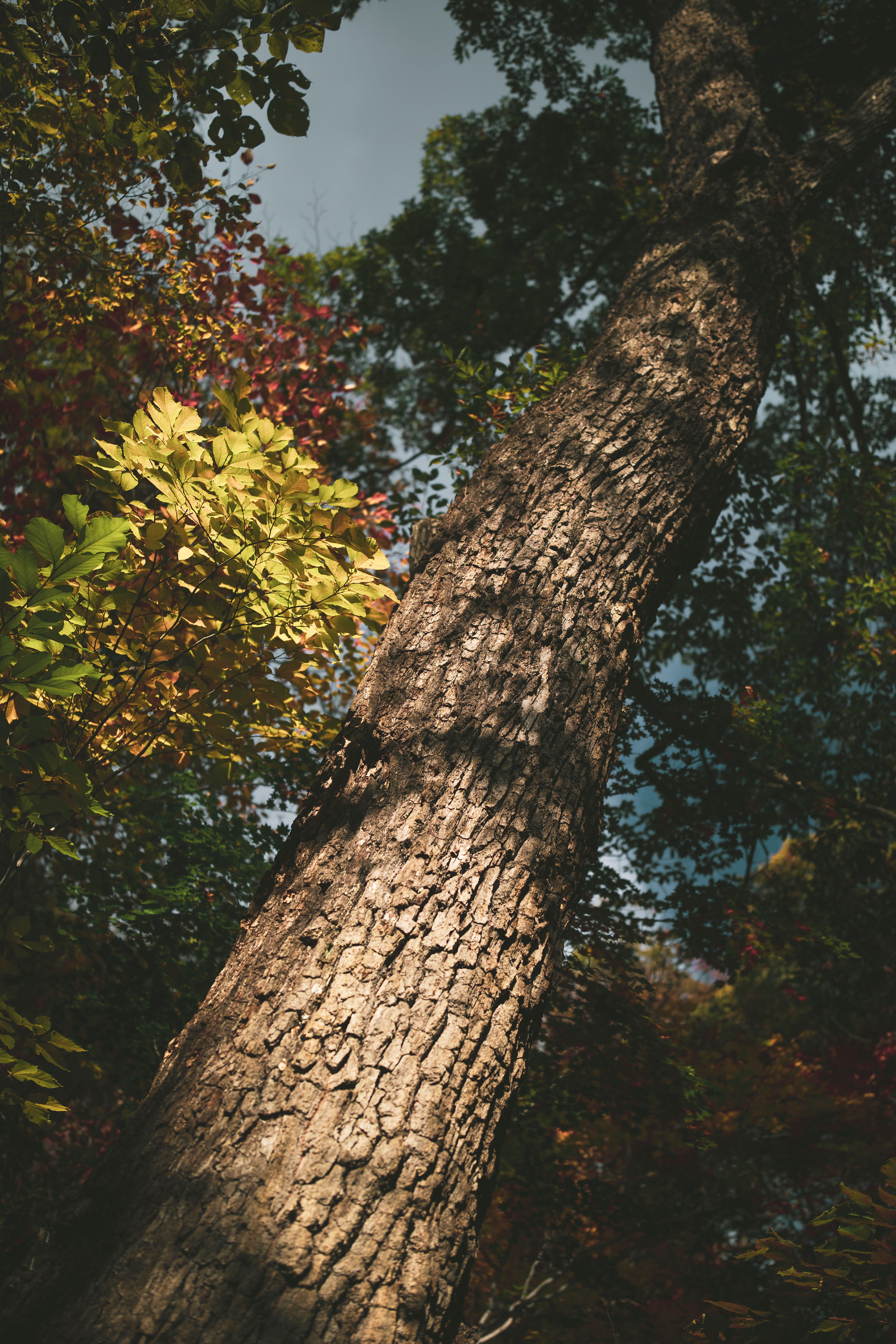 Colorful Leaves around Tree · Free Stock Photo
