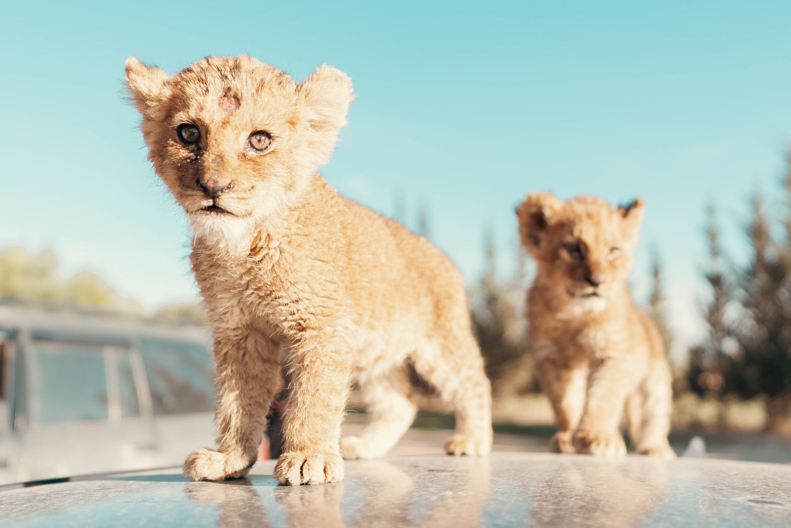 Baby Lion Photos, Download The BEST Free Baby Lion Stock Photos & HD Images