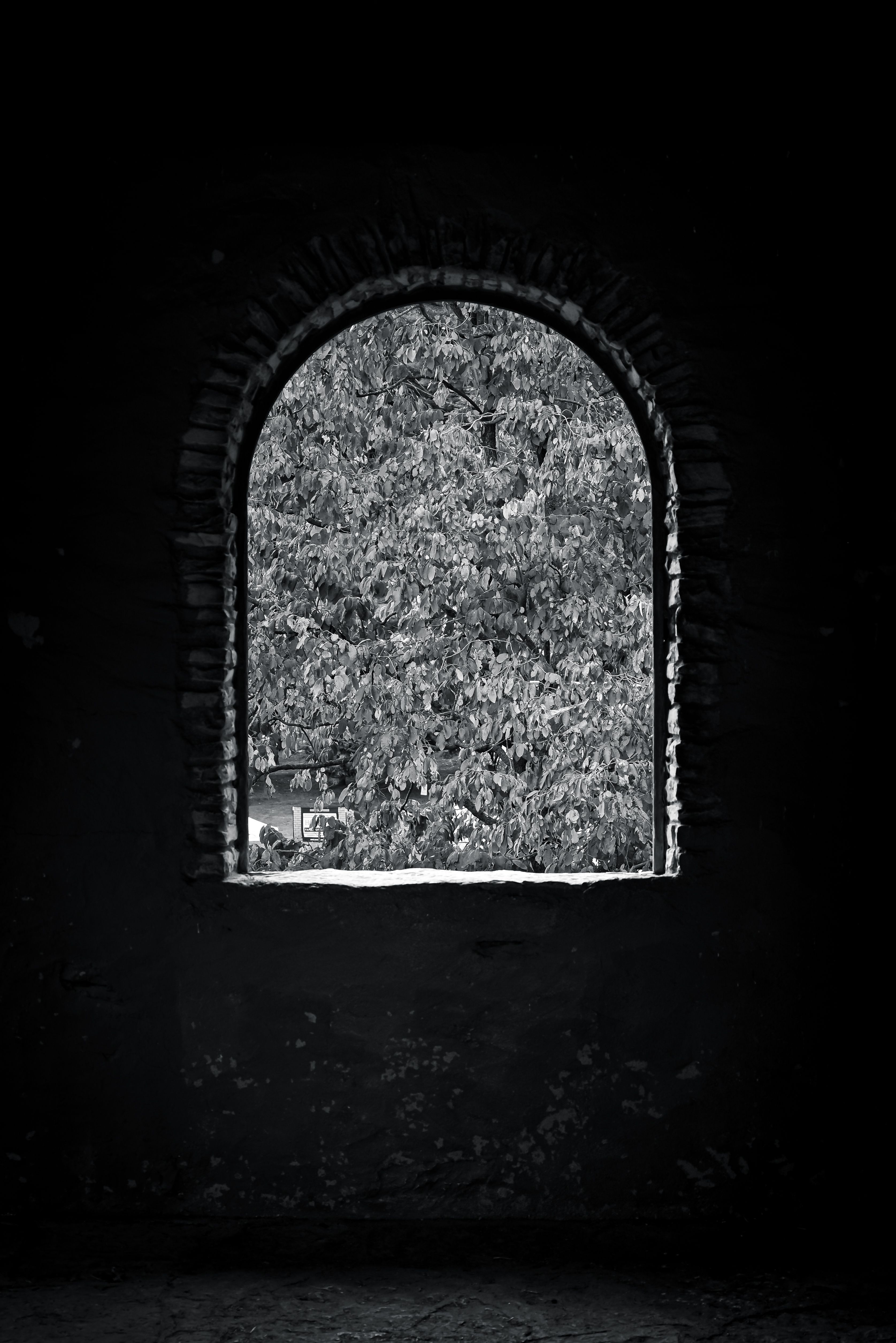 Tree Leaves behind Window in Room Darkness in Black and White · Free ...