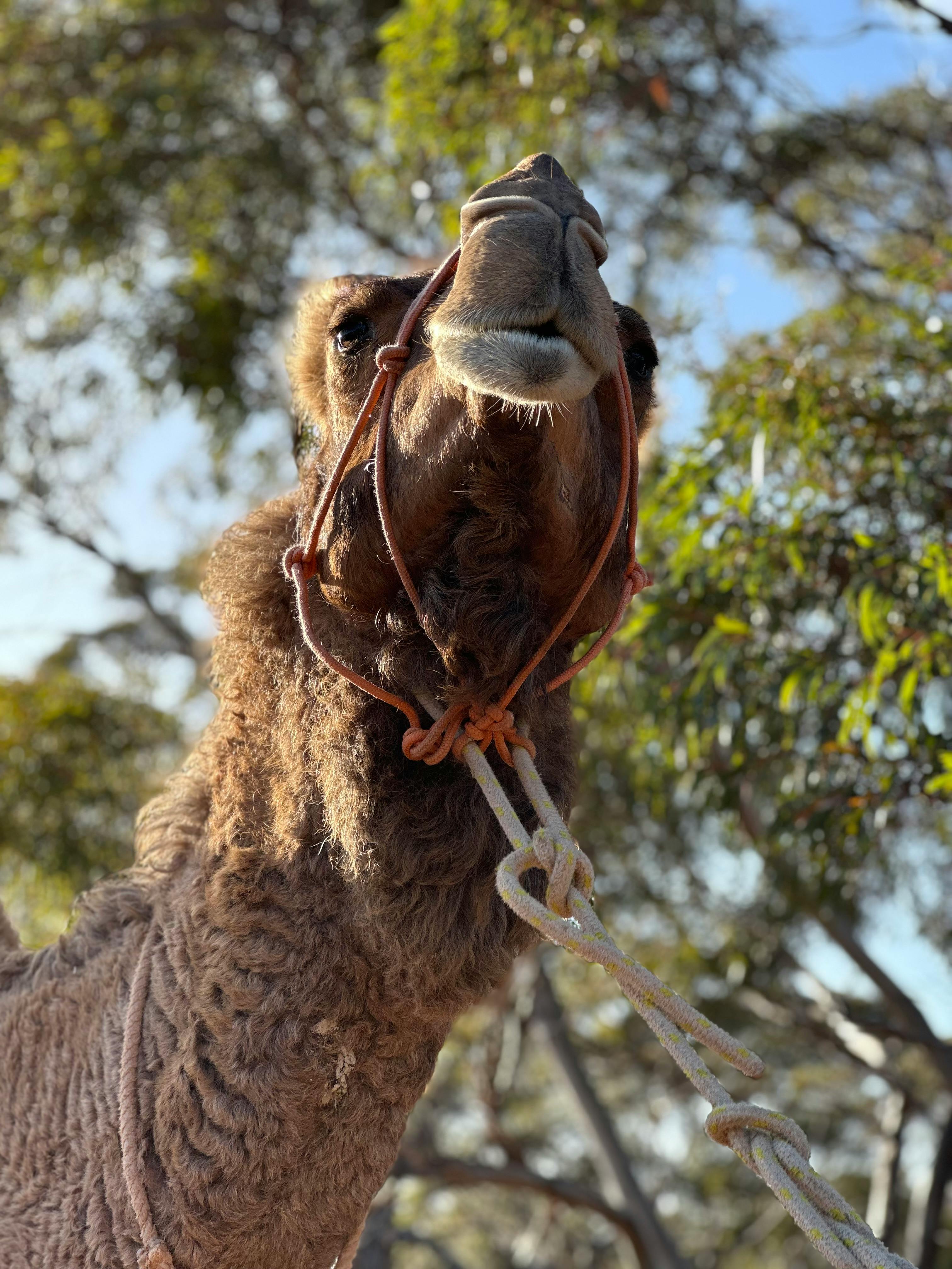 Camel with Decorated, Handmade Harness and Saddle · Free Stock Photo
