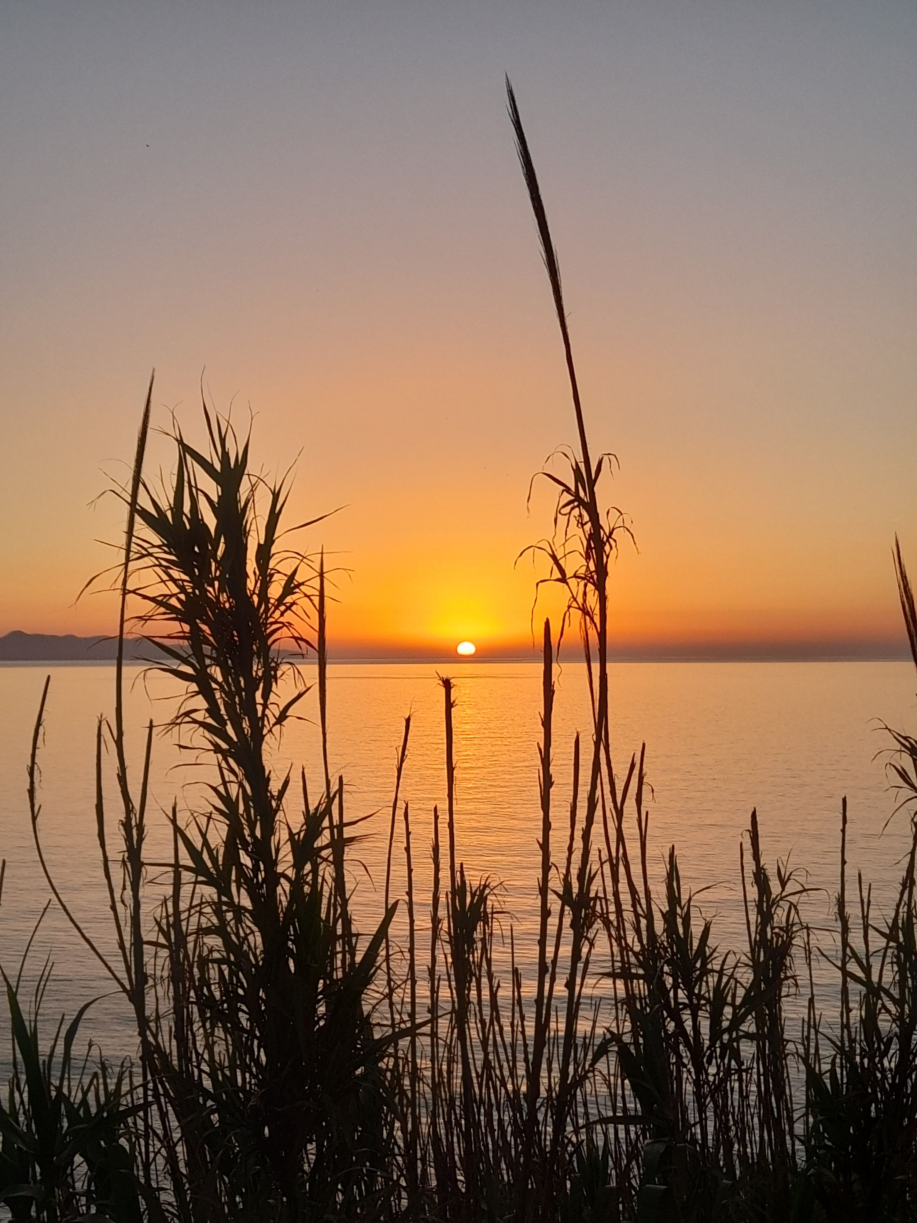 Rushes on Lakeshore at Sunset · Free Stock Photo