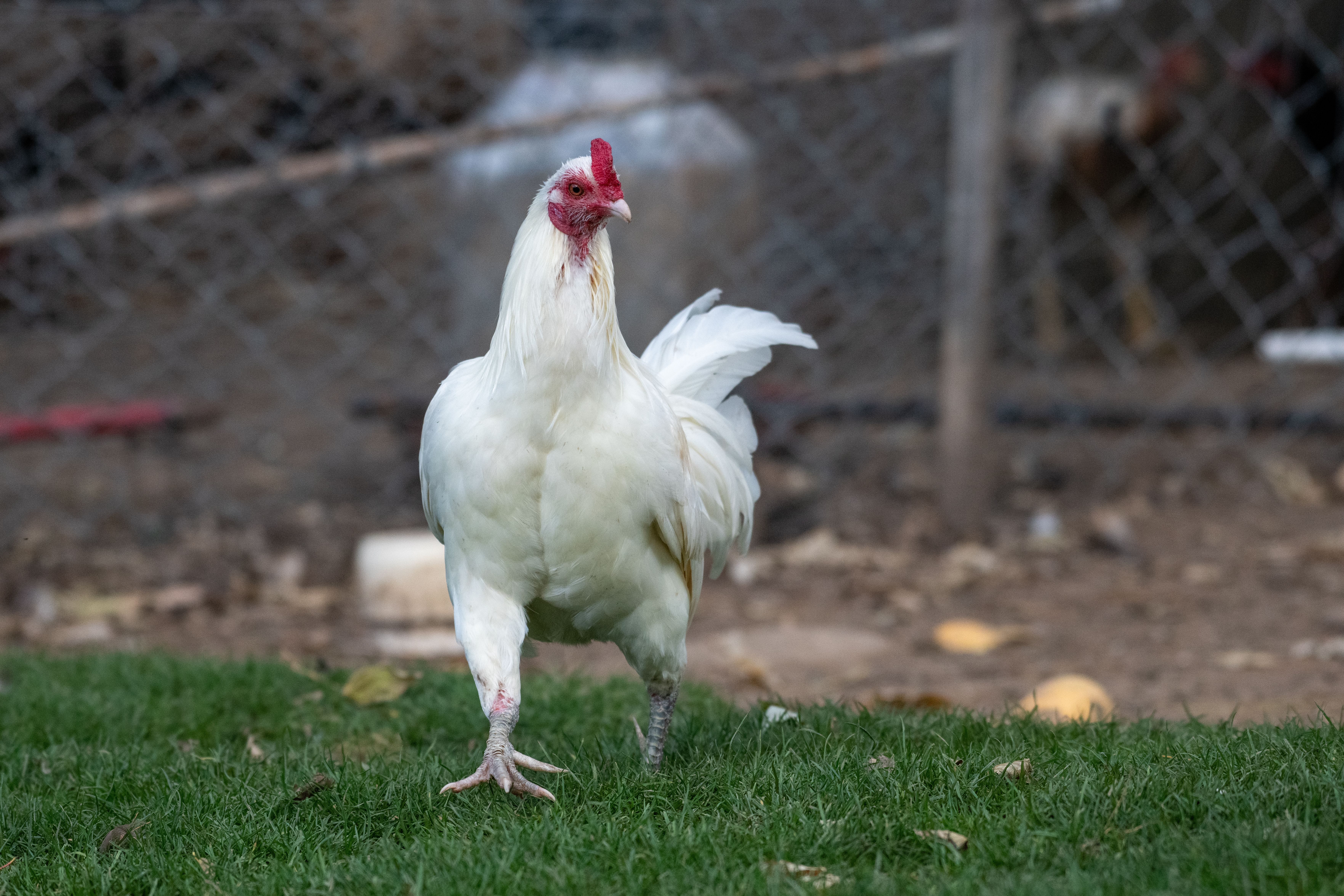 Foto de stock gratuita sobre aves de corral, aviar, blanco, correr ...