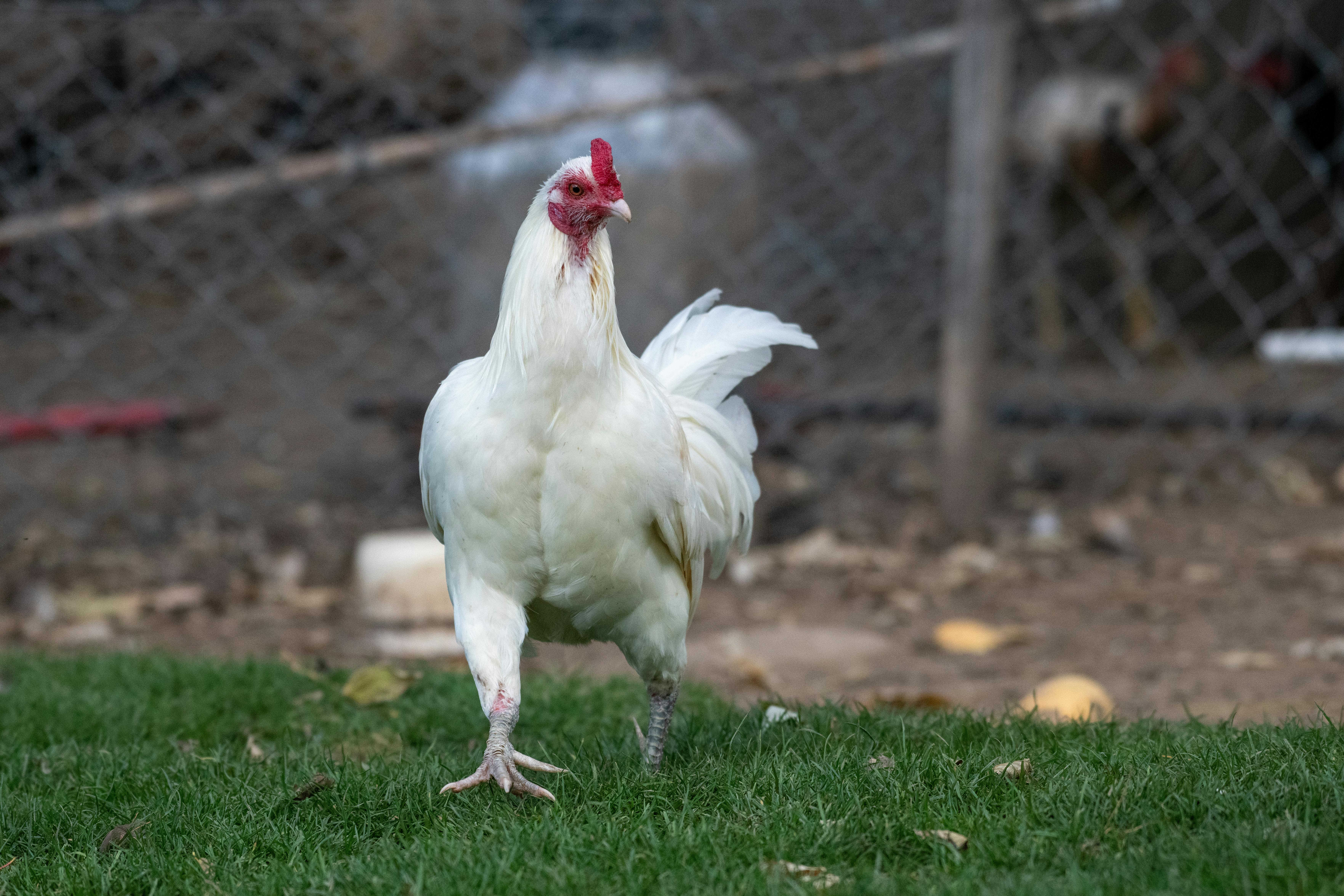 White Hen Running in the Yard · Free Stock Photo