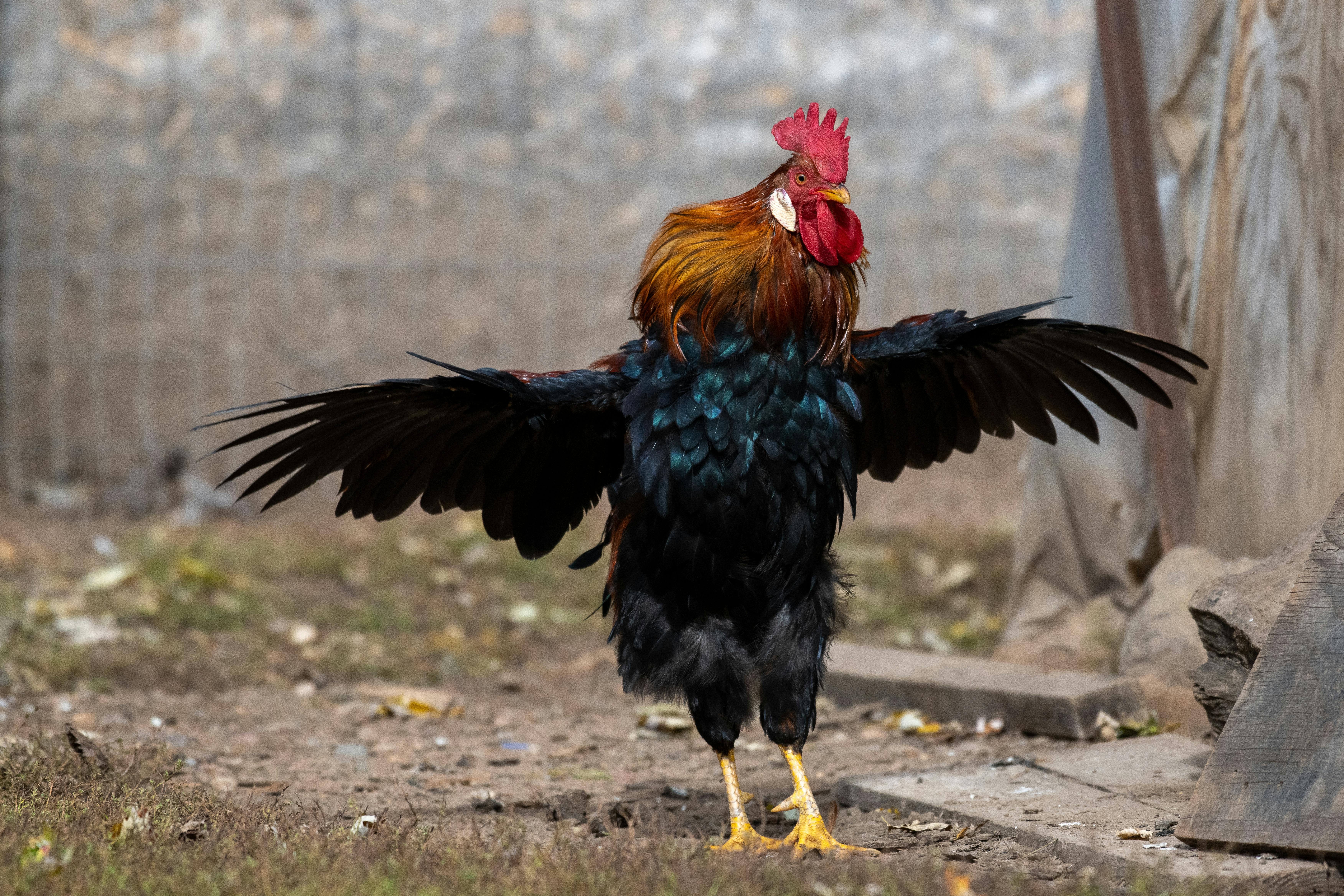A rooster with its wings spread out on the ground · Free Stock Photo