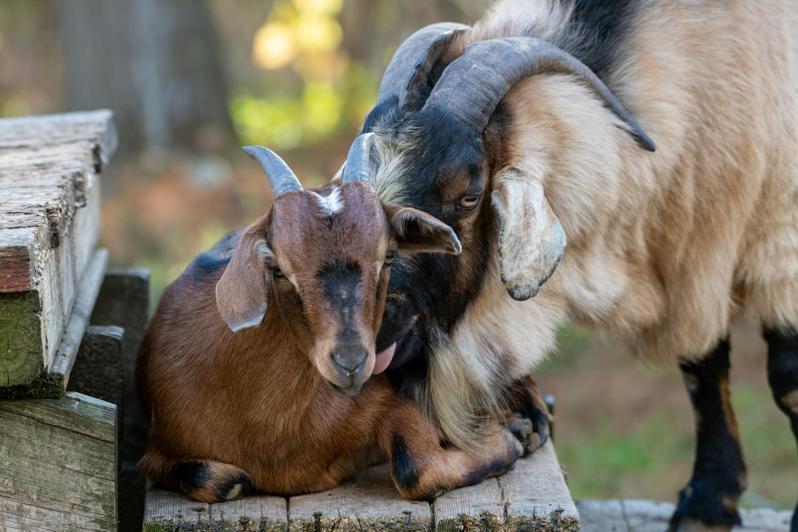 Desktop Wallpaper Goats Photos, Download The BEST Free Desktop ...