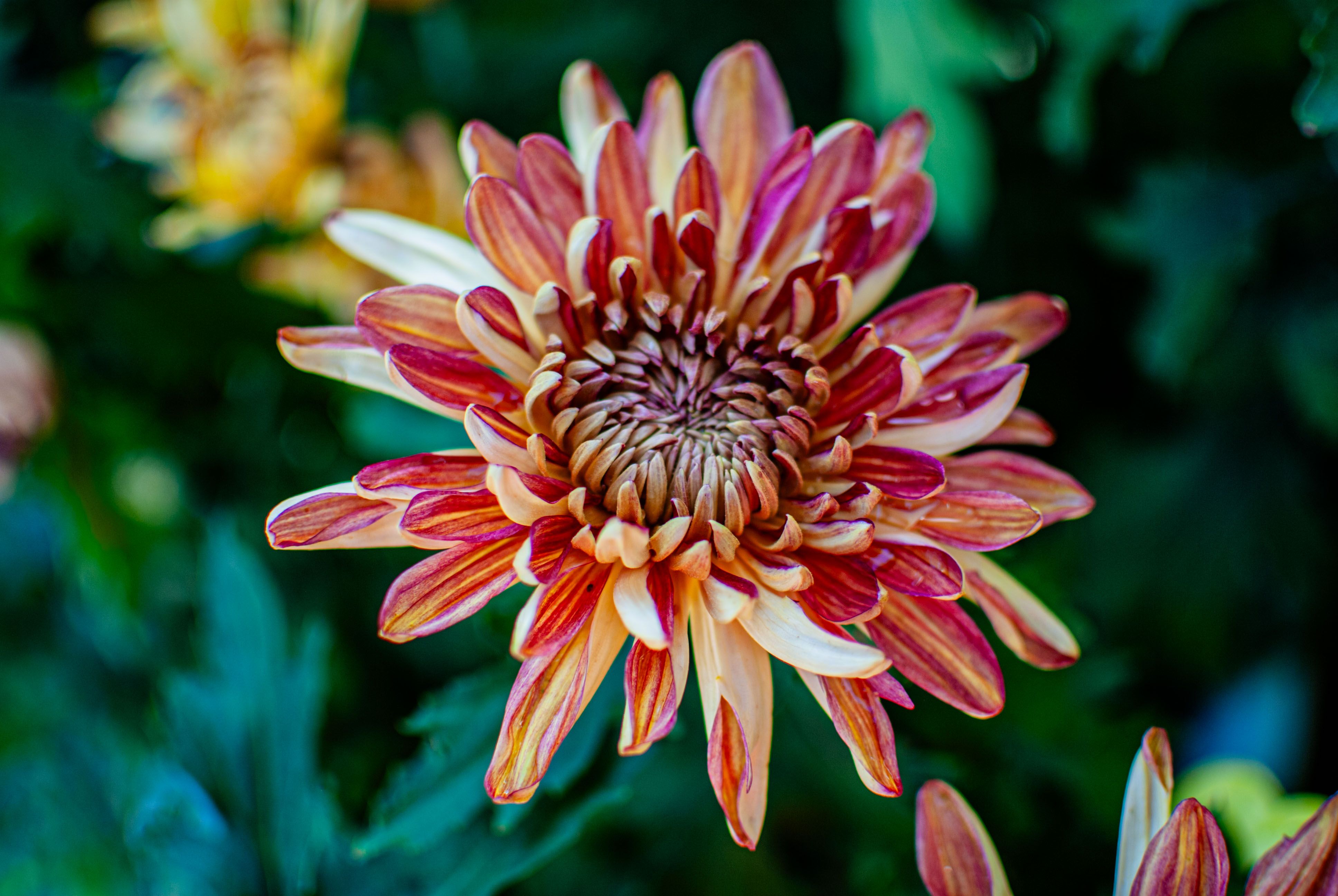 Selective Focus Photography of Pink Chrysanthemum X Grandiflorum Flower ...