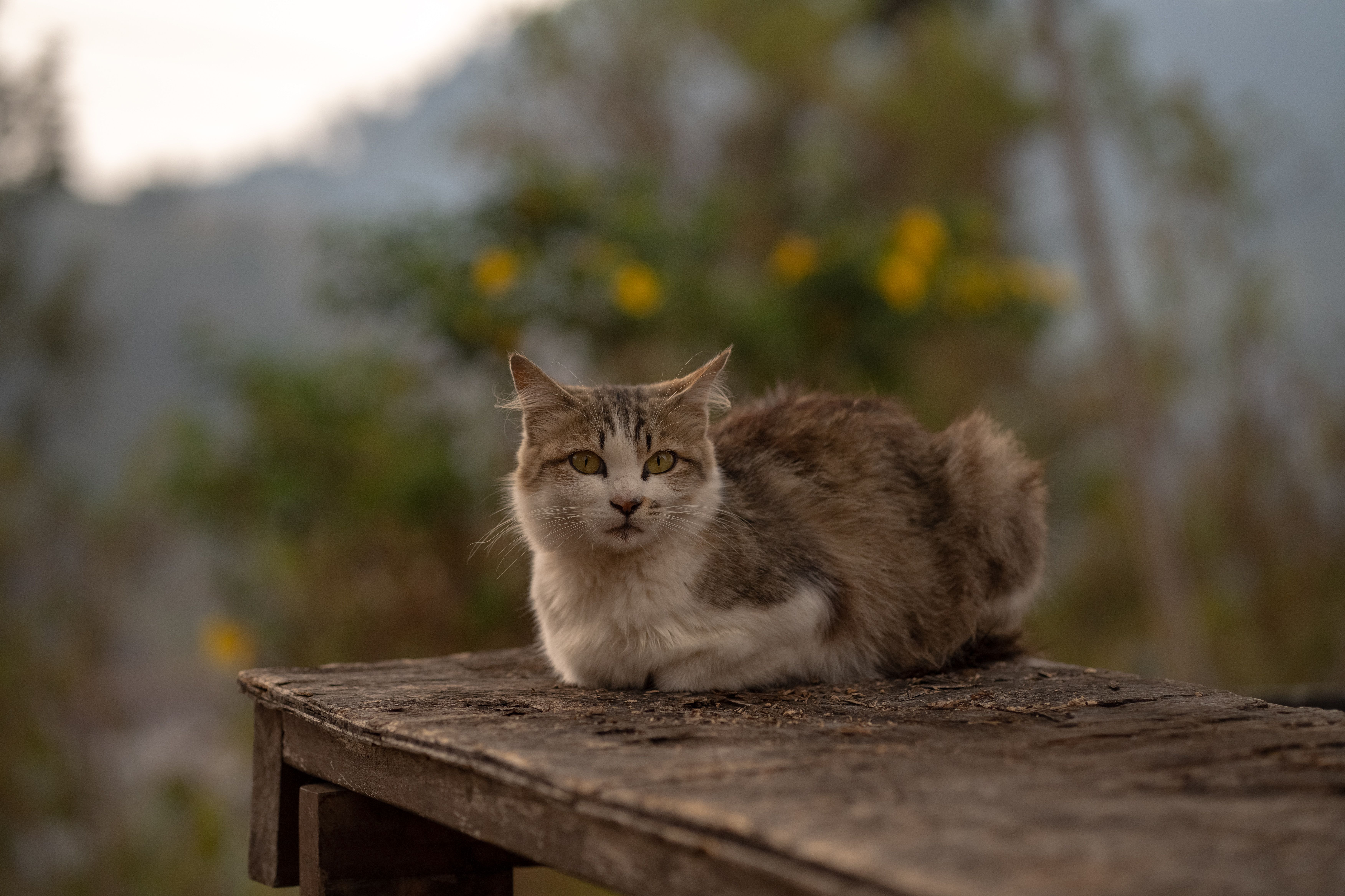 Downy Cat in Countryside · Free Stock Photo