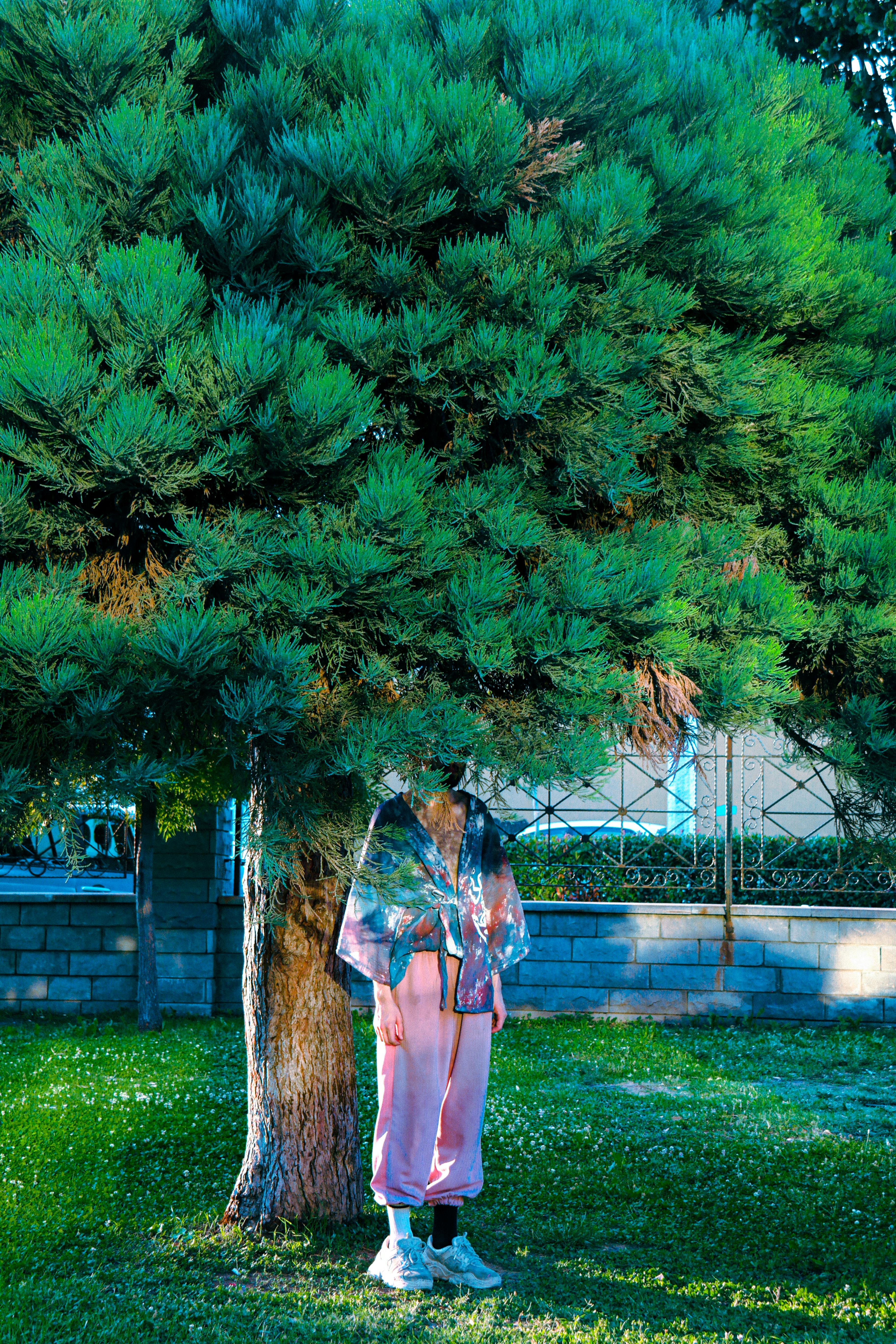 A Person Standing under a Tree in a Park · Free Stock Photo