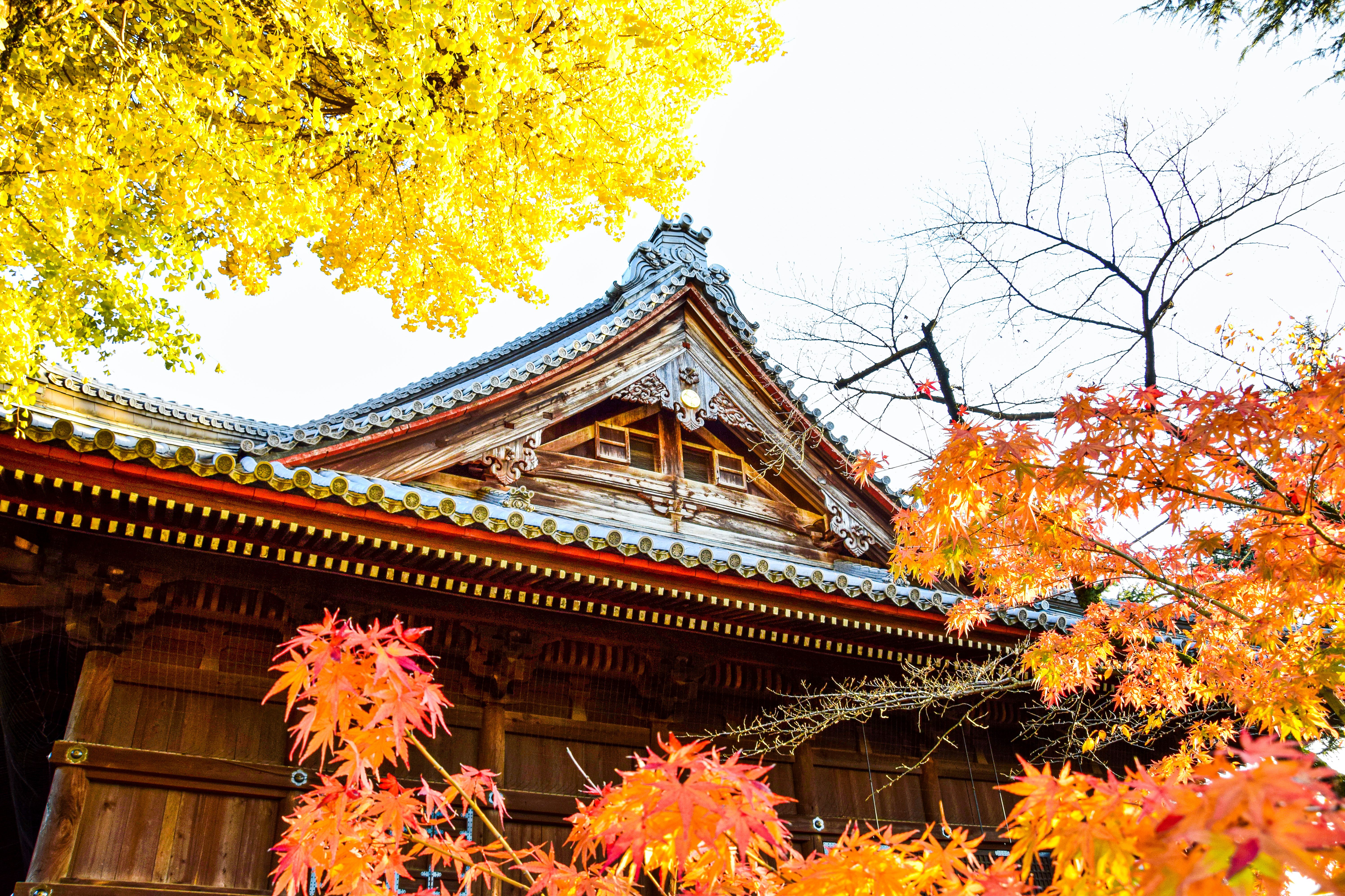 A japanese temple with autumn leaves in the background · Free Stock Photo