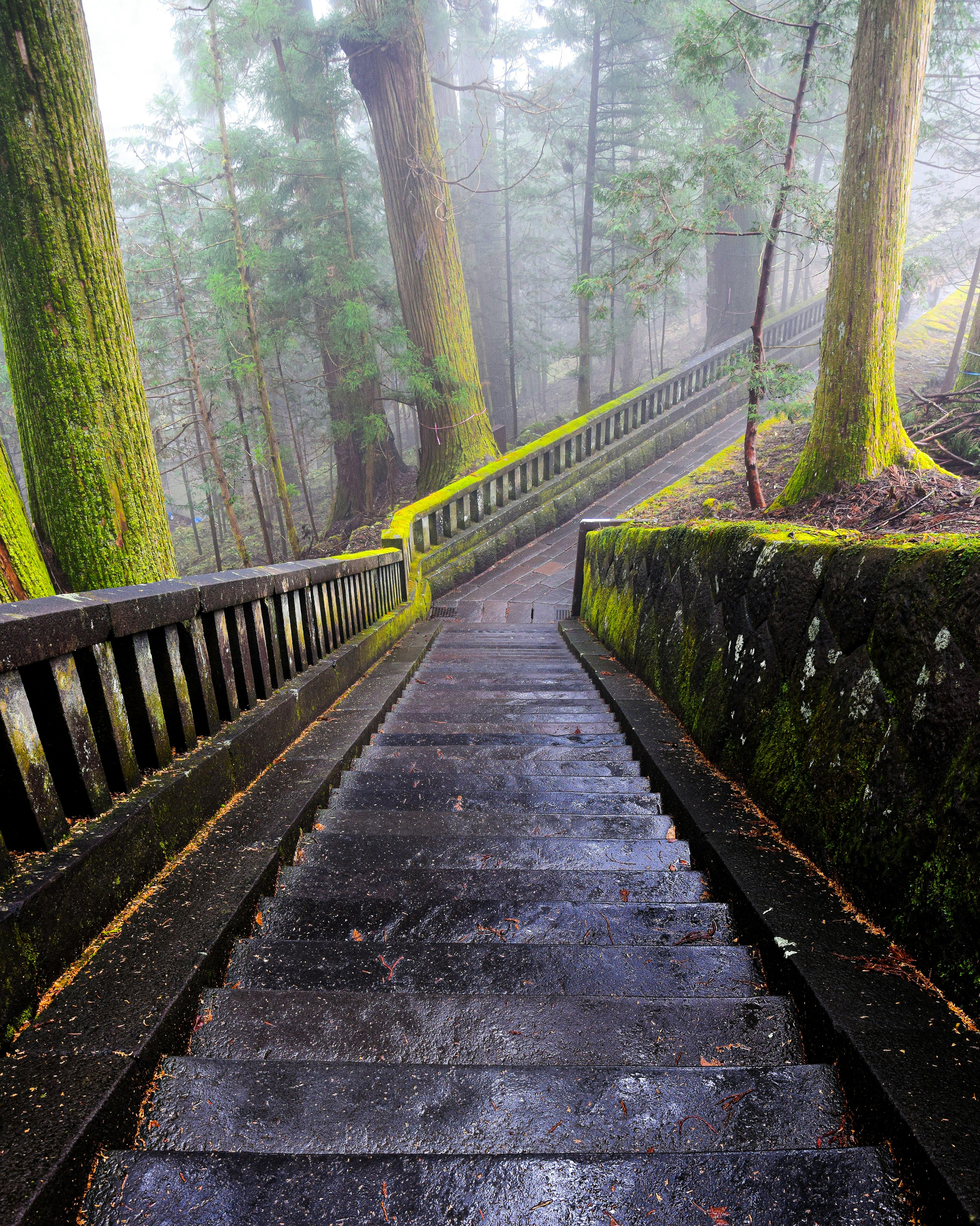 A Footpath in the Forest, Togoshu, Nikko, Japan · Free Stock Photo