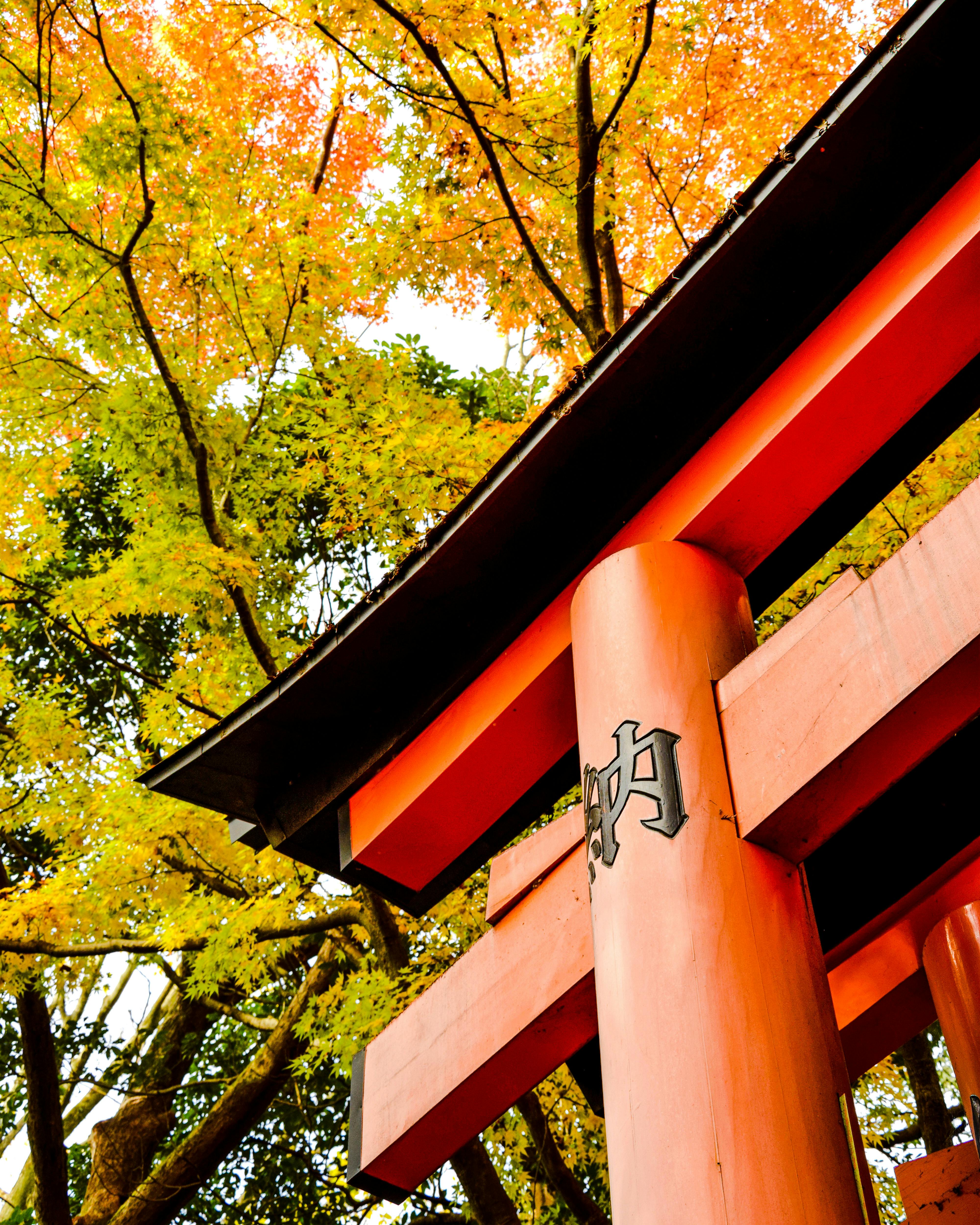 Low Angle Shot of a Torii Gate and Autumnal Trees · Free Stock Photo
