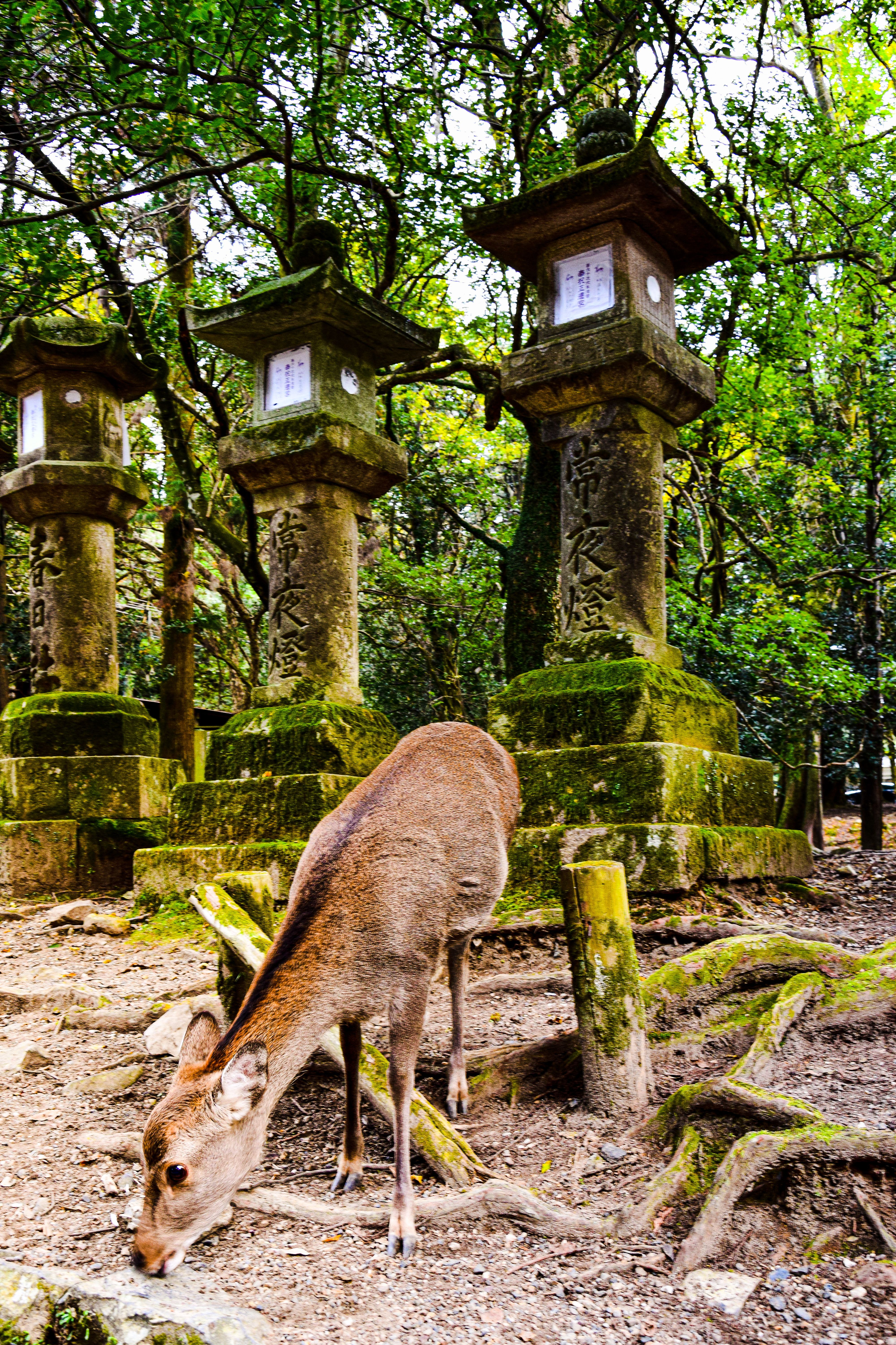 Deer Among Ancient Stone Lanterns in Nara · Free Stock Photo