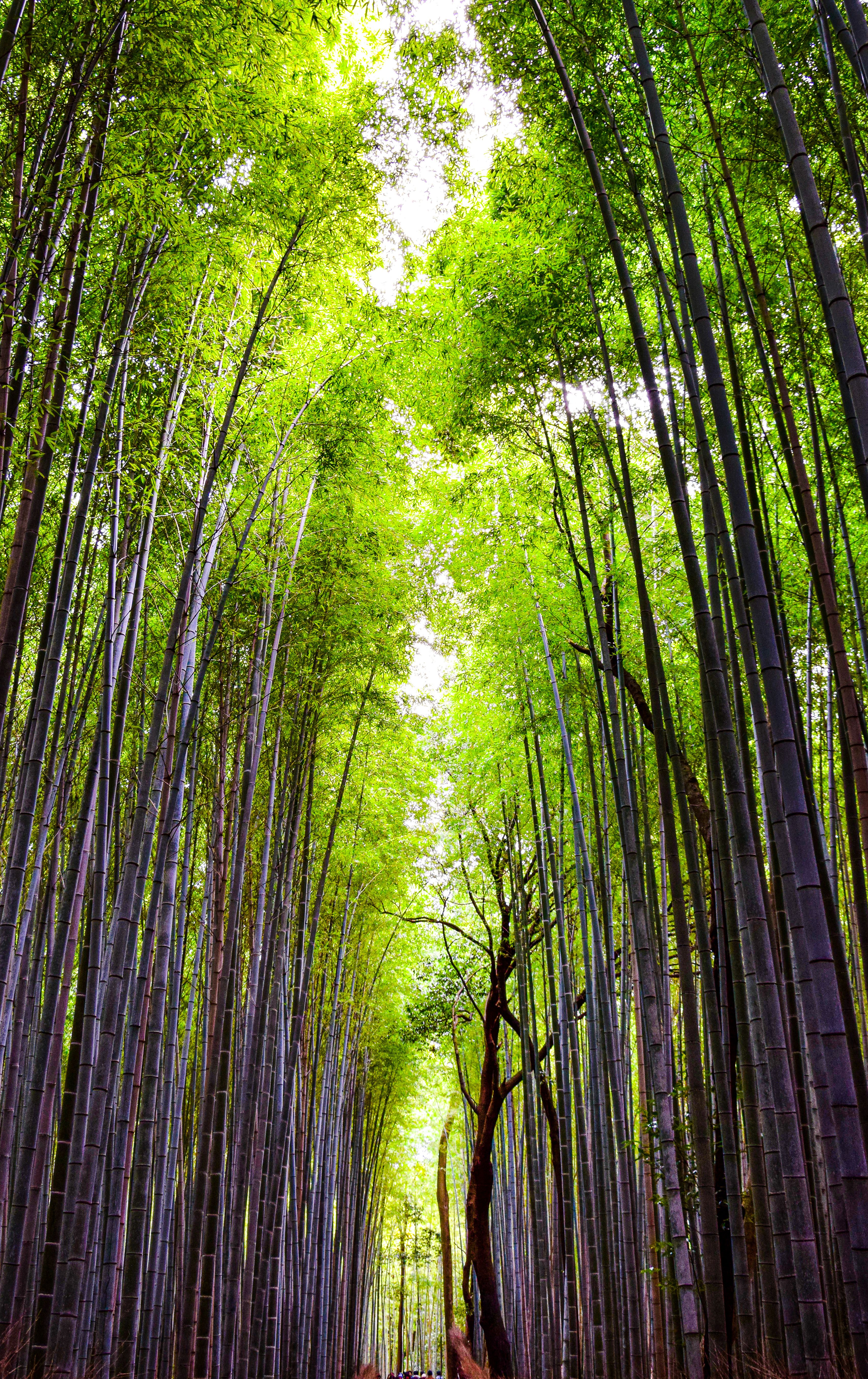Scenic View of Bamboo Trees · Free Stock Photo