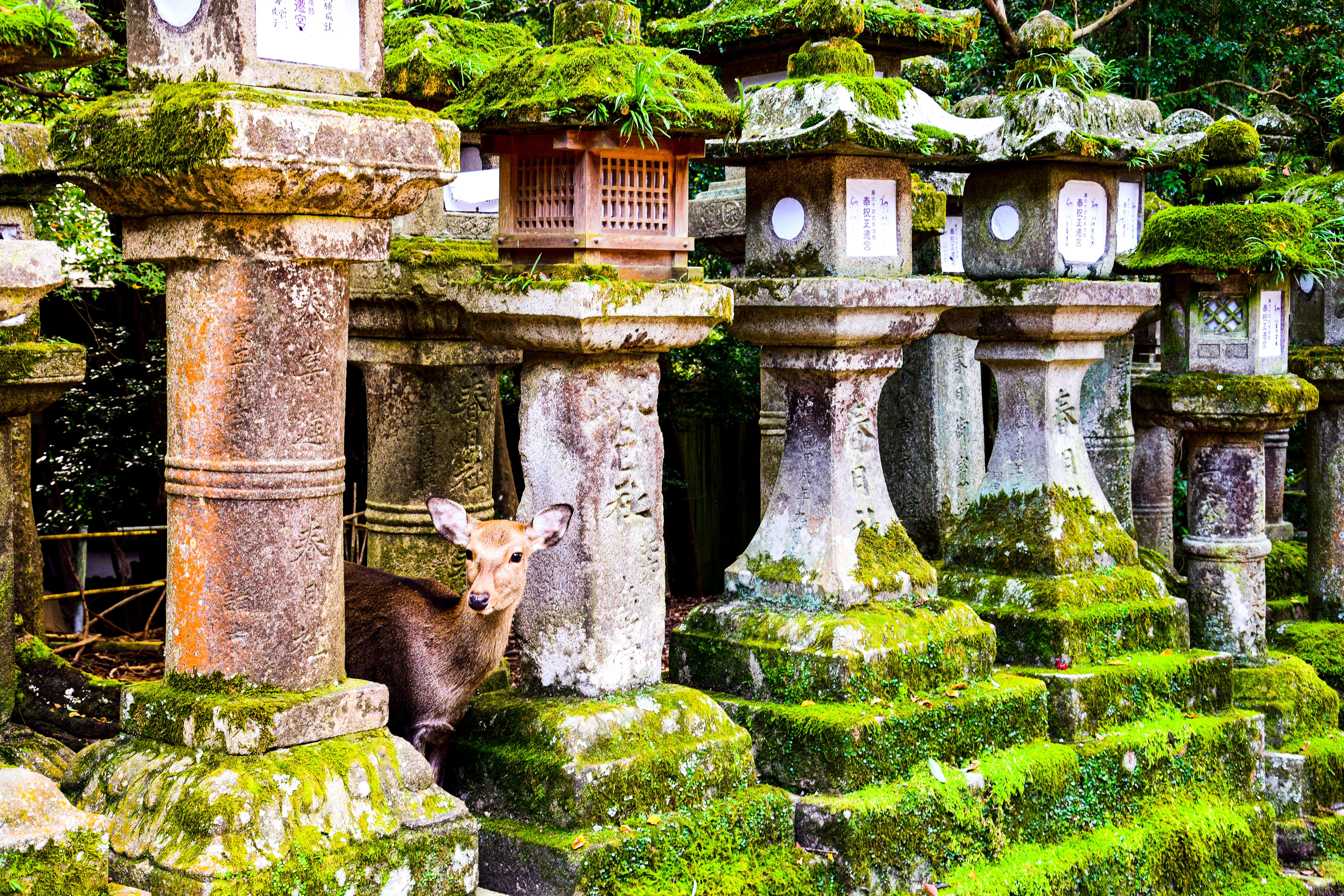 Deer Among Columns in Front of a Temple in Kyoto · Free Stock Photo