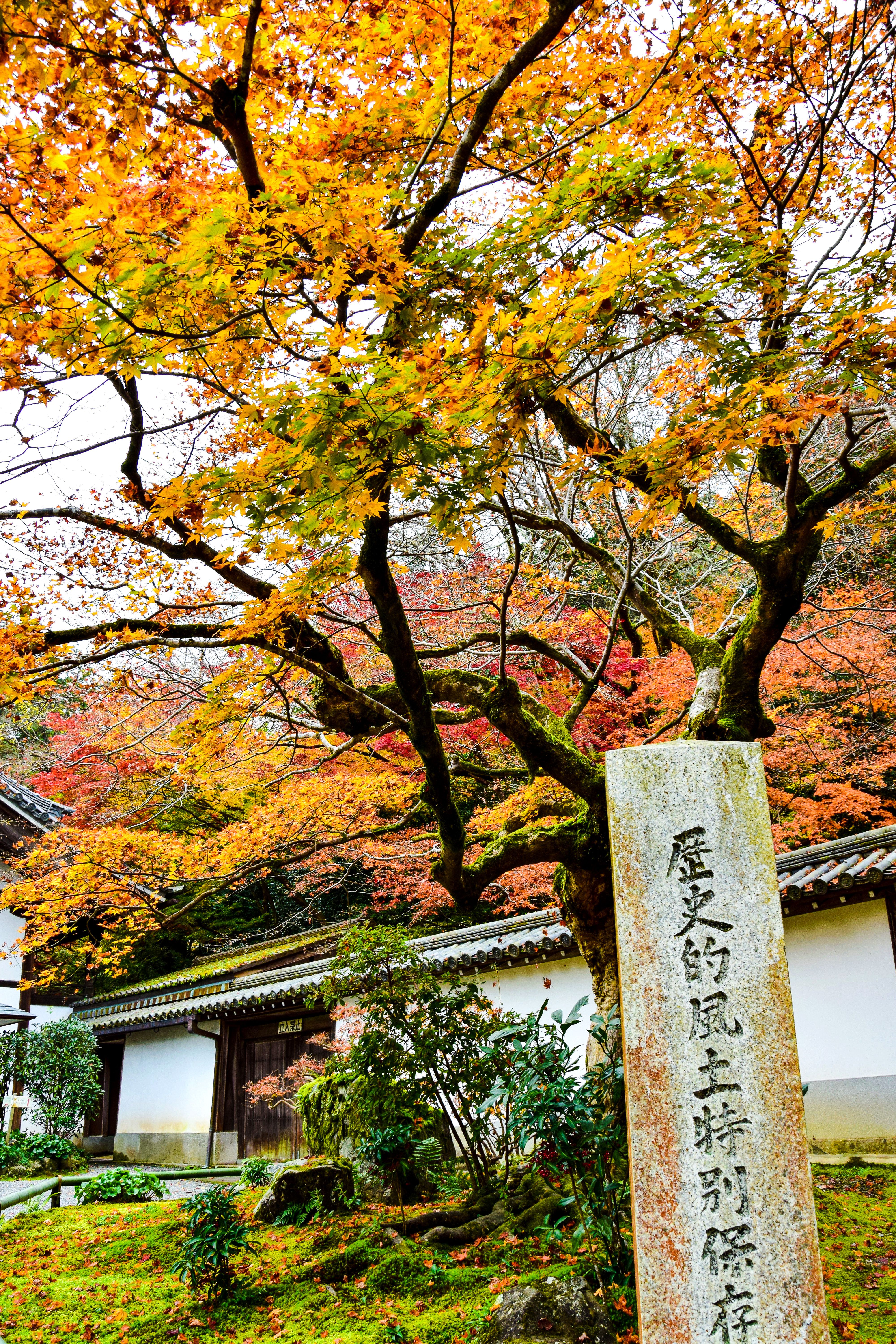 Tree in a Park in Kyoto in Autumn · Free Stock Photo