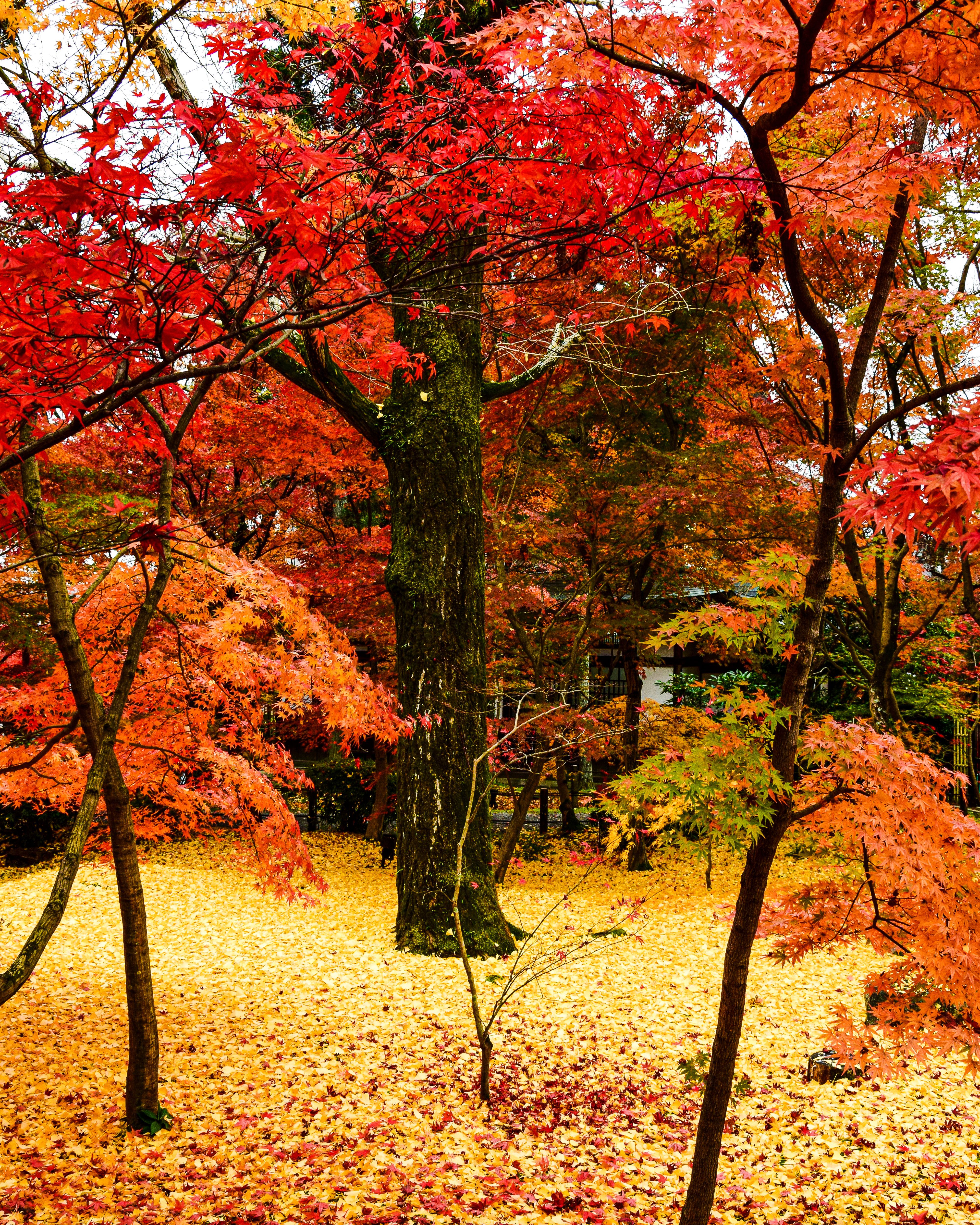 Trees in a Park in Kyoto in Autumn · Free Stock Photo