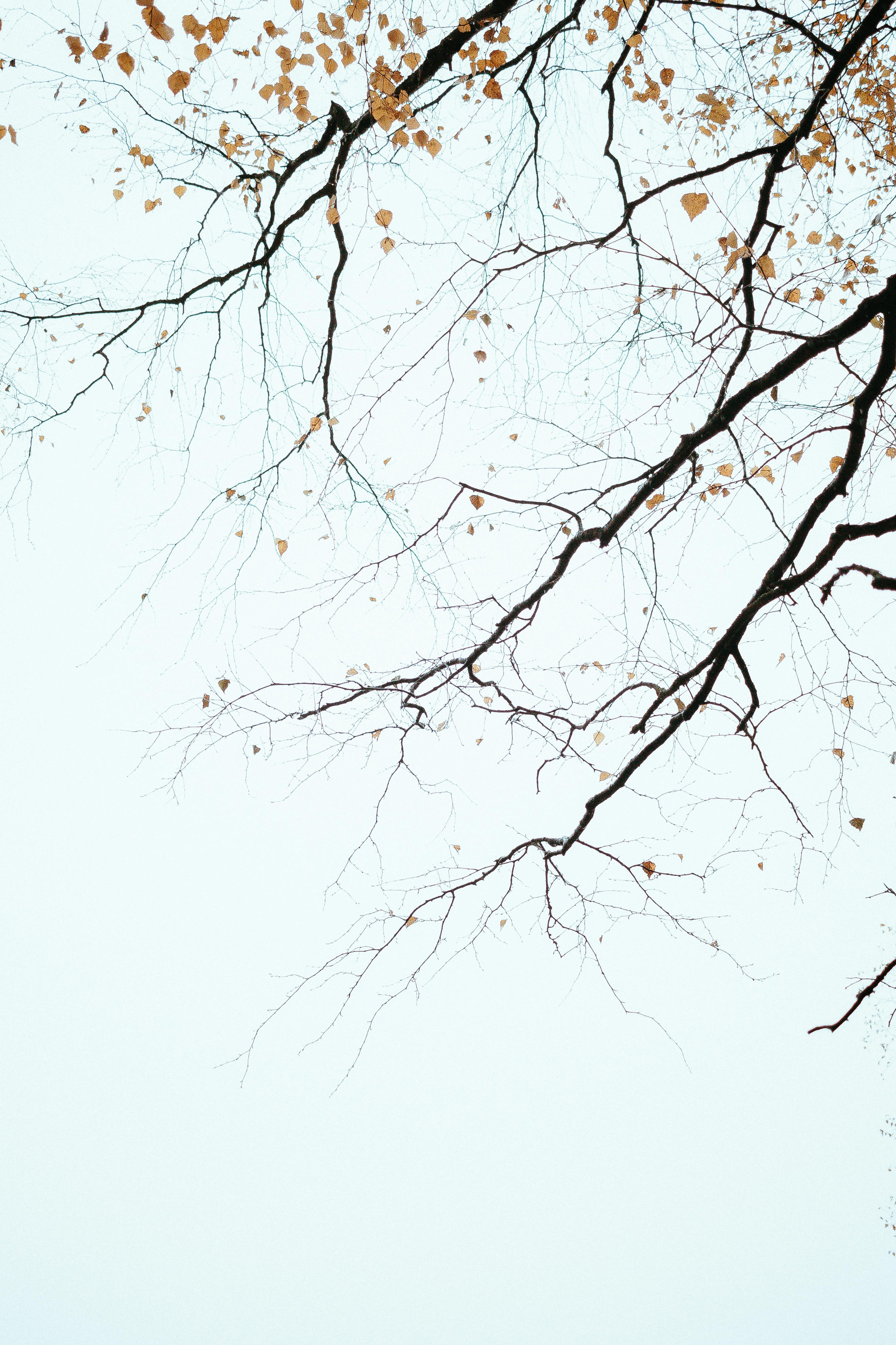 Photography of Tree Branches · Free Stock Photo