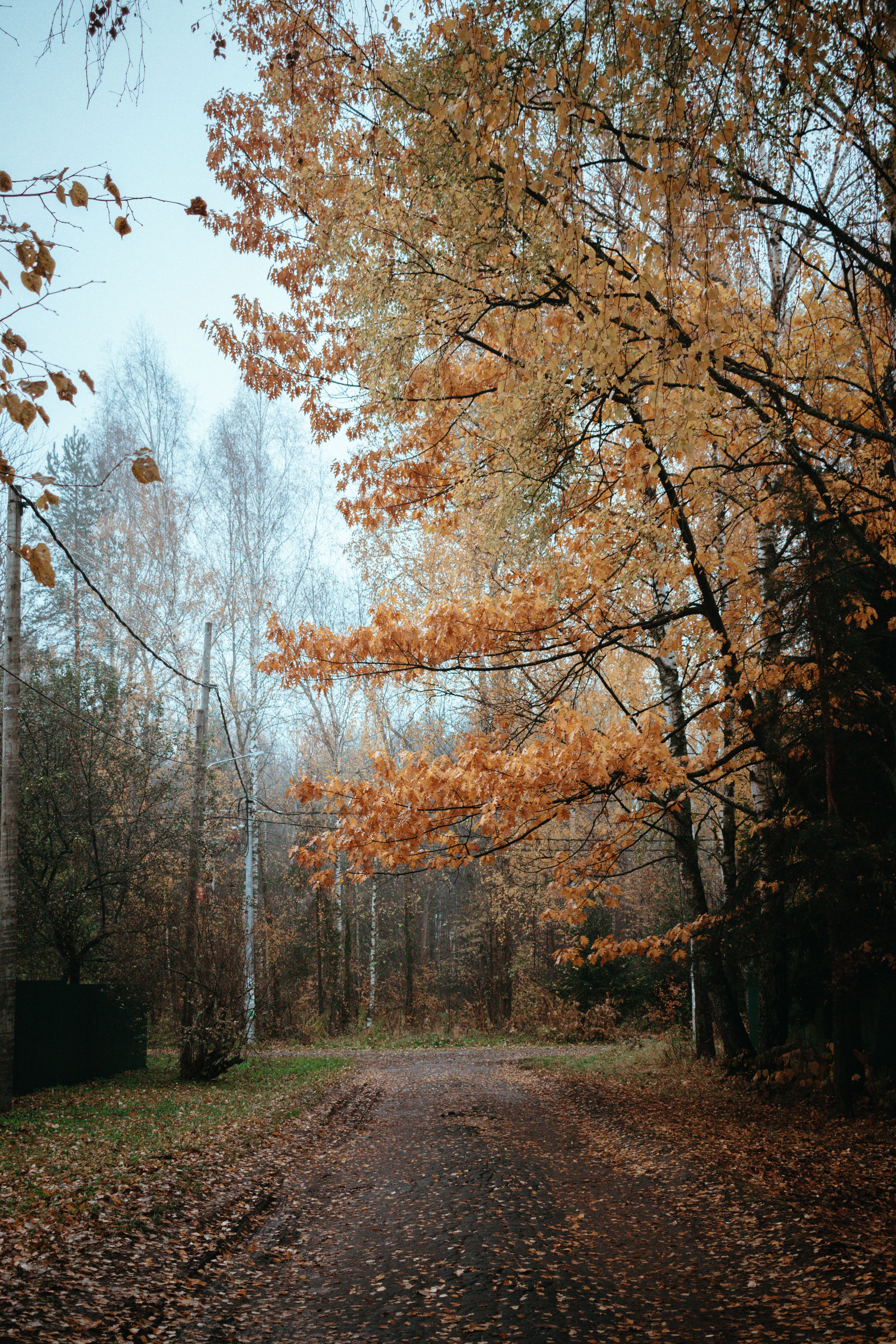 Pathway Near Trees · Free Stock Photo