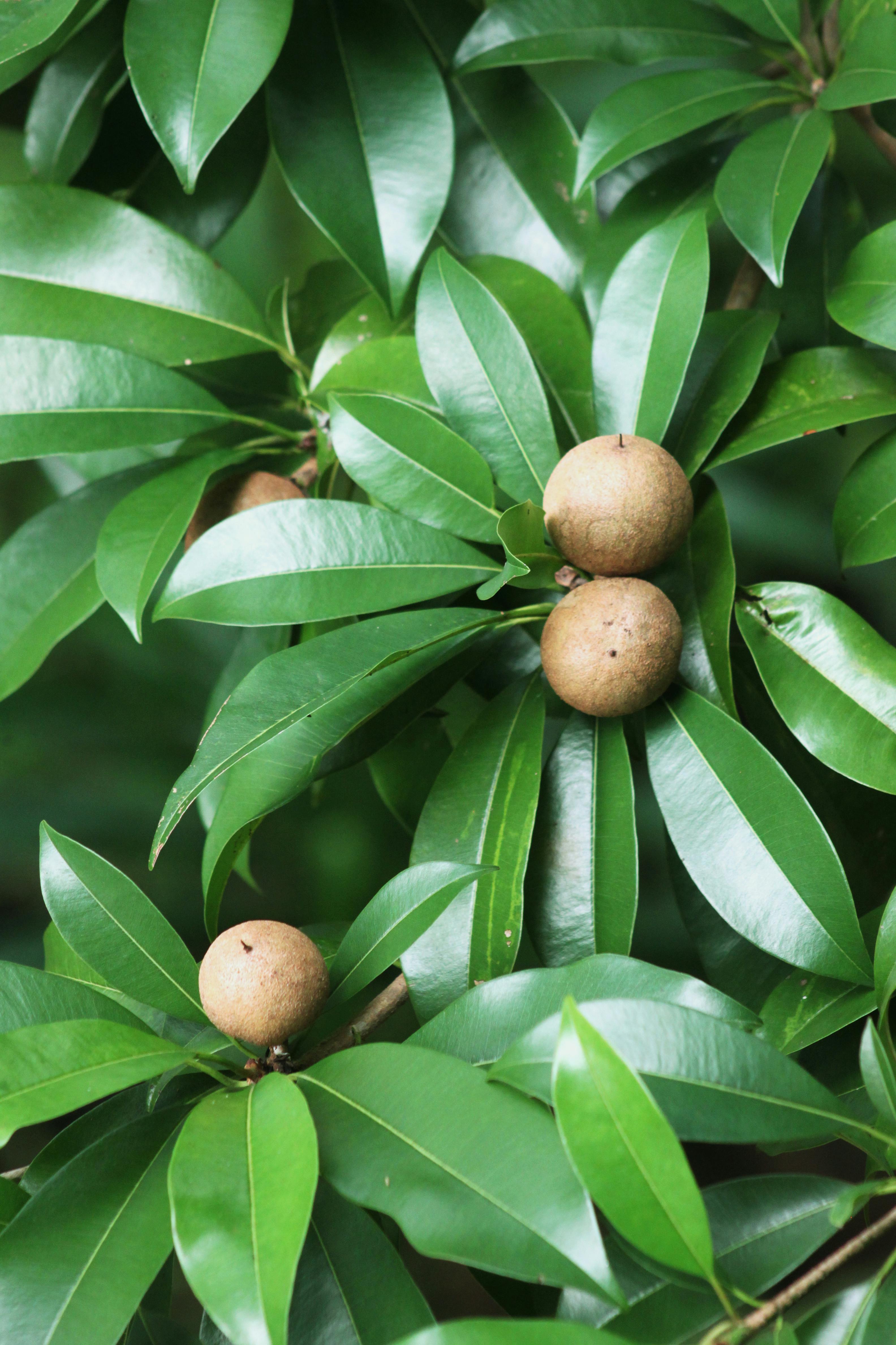 Hoja De Chikku Photos, Download The BEST Free Hoja De Chikku Stock ...