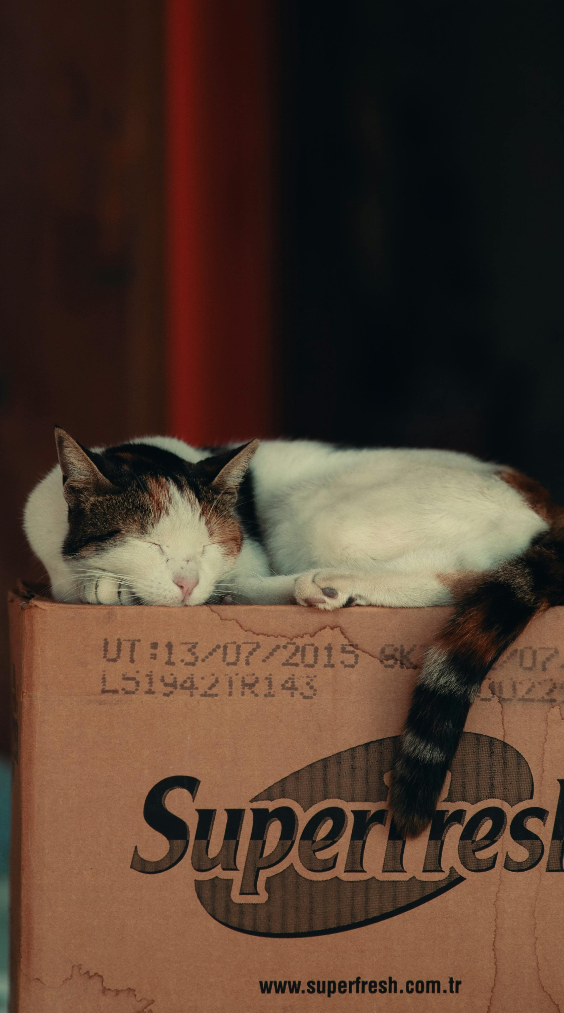 Cat Sleeping on Box · Free Stock Photo